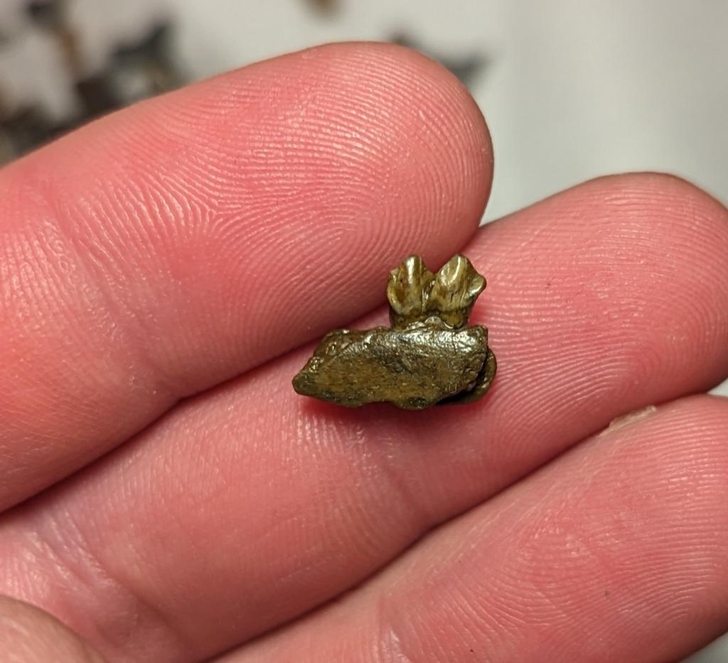 Gainesville incredibly tiny deer tooth? - Fossil ID - The Fossil Forum