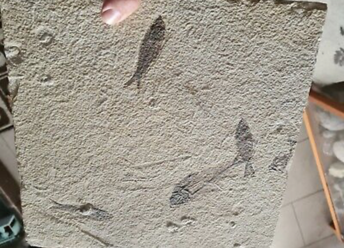 Real or fake? - Fossil ID - The Fossil Forum