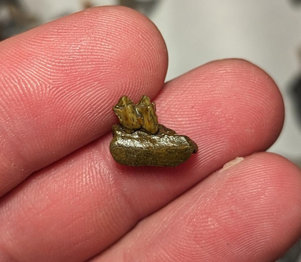 Gainesville incredibly tiny deer tooth? - Fossil ID - The Fossil Forum