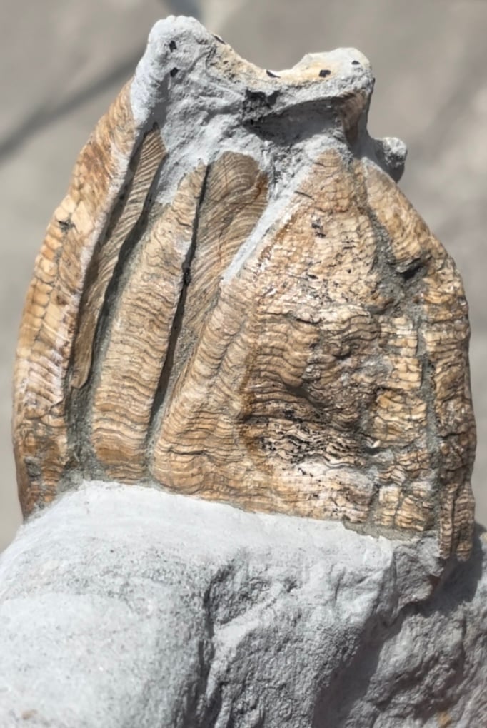 Giant deep water barnacle - Fossil Preparation - The Fossil Forum