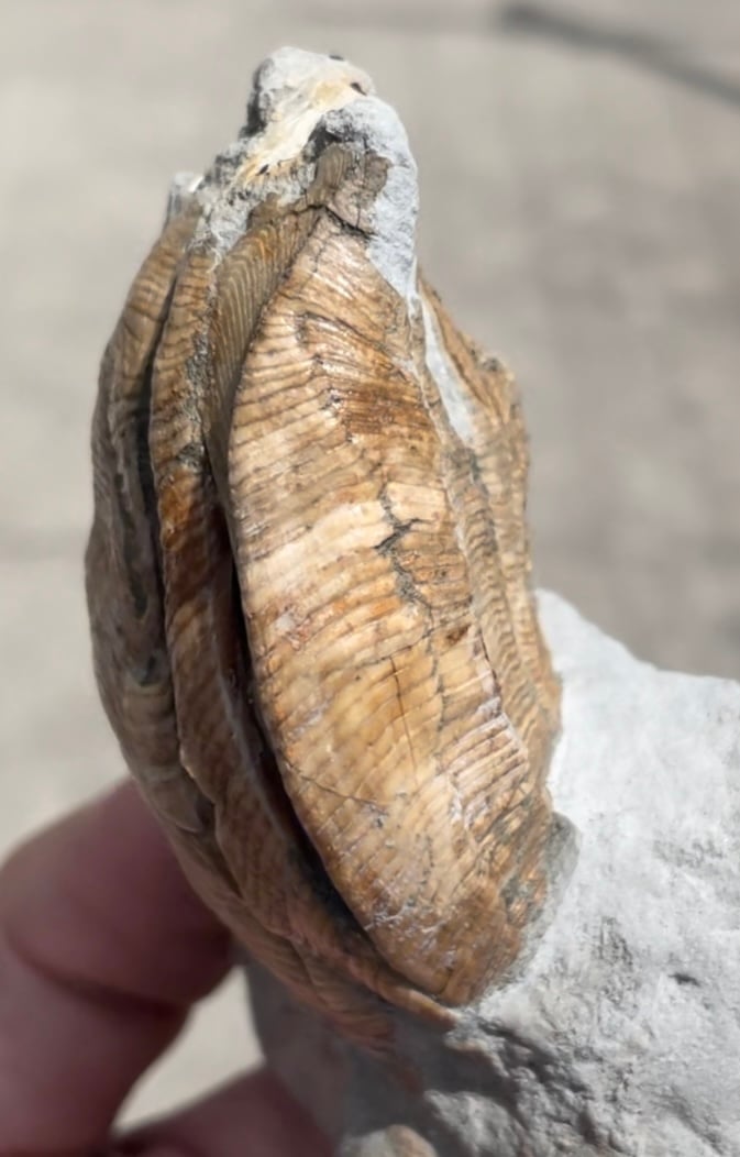 Giant deep water barnacle - Fossil Preparation - The Fossil Forum