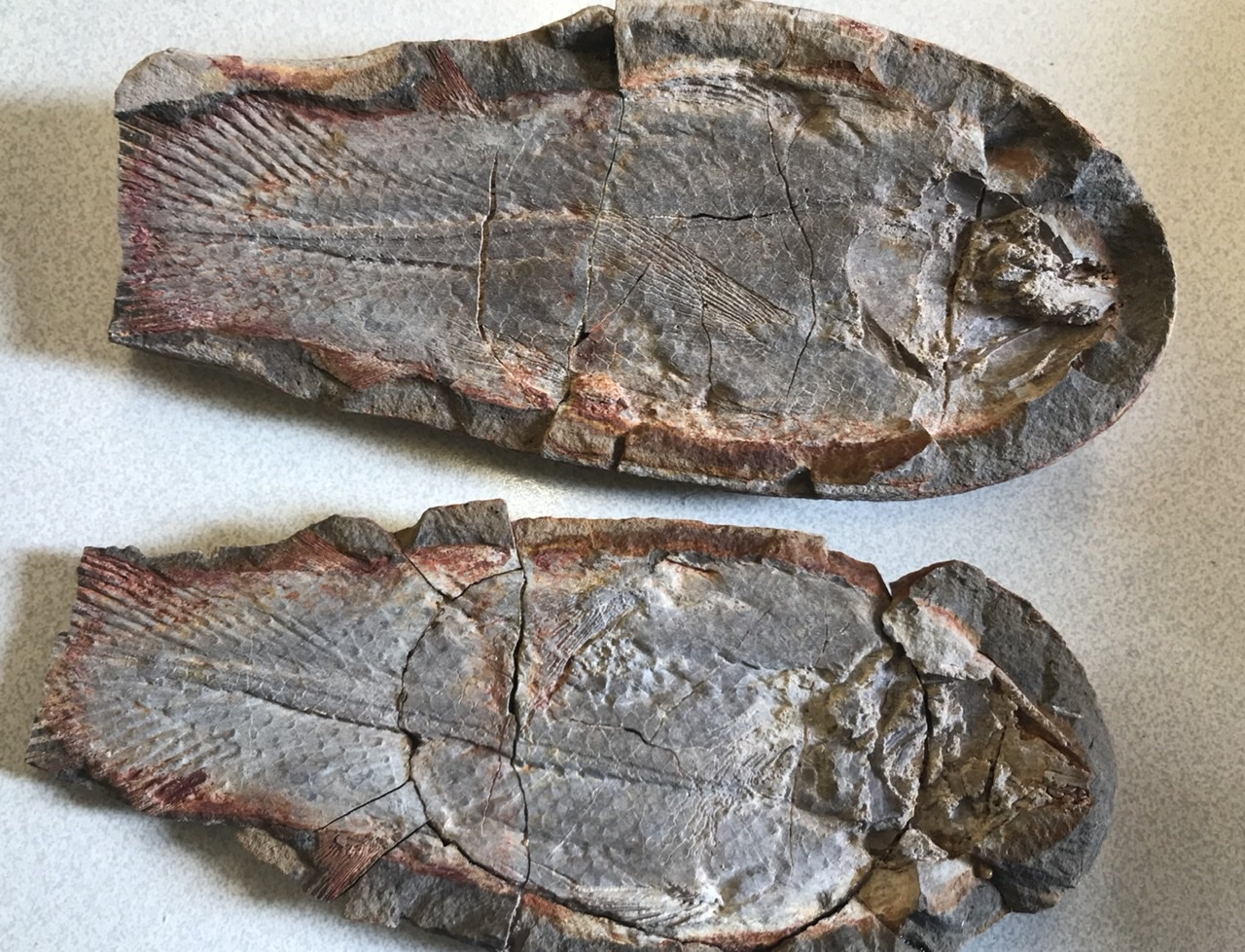 A fake fossil fish - Is It Real? How to Recognize Fossil Fabrications ...