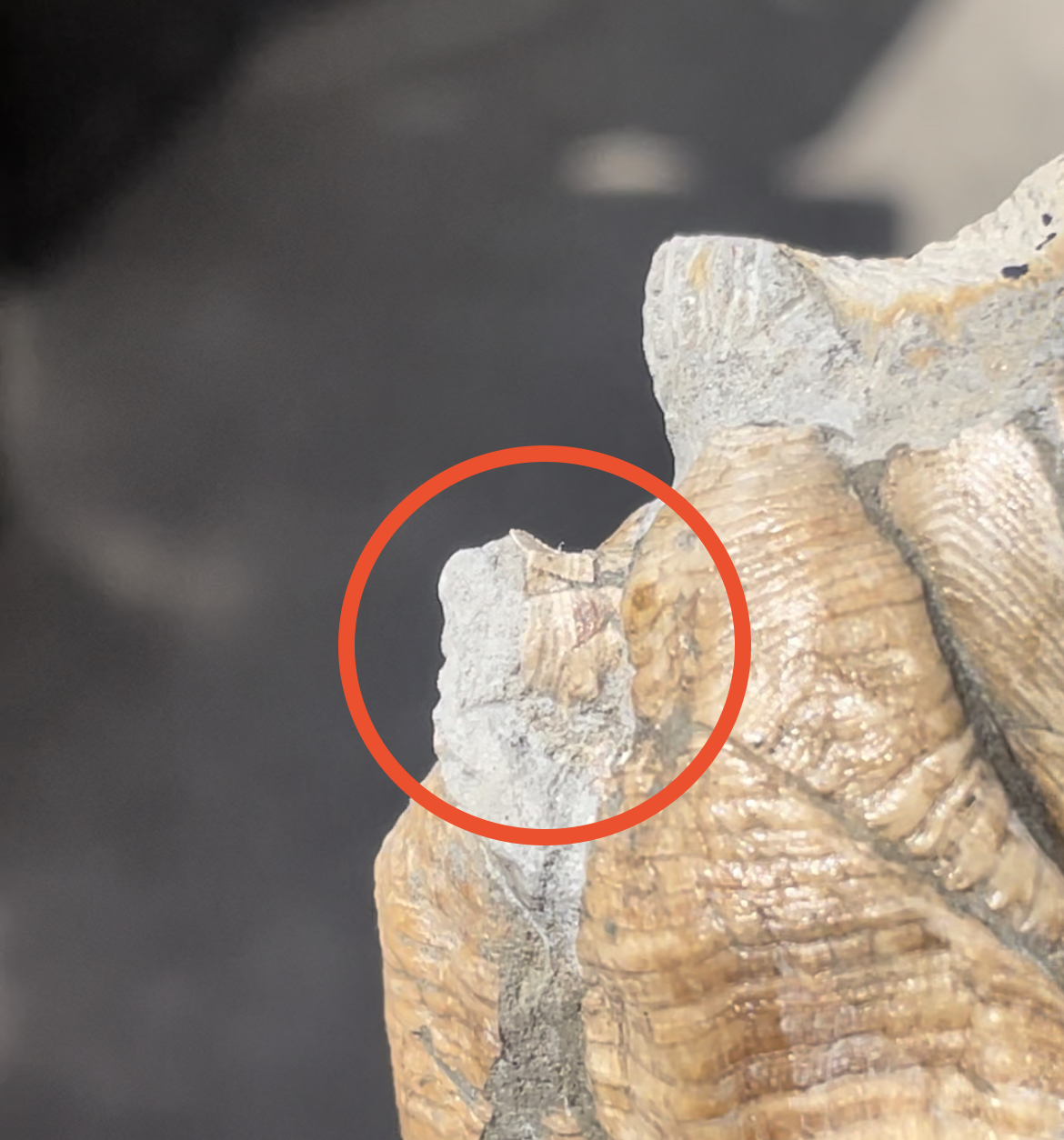 Giant deep water barnacle - Fossil Preparation - The Fossil Forum