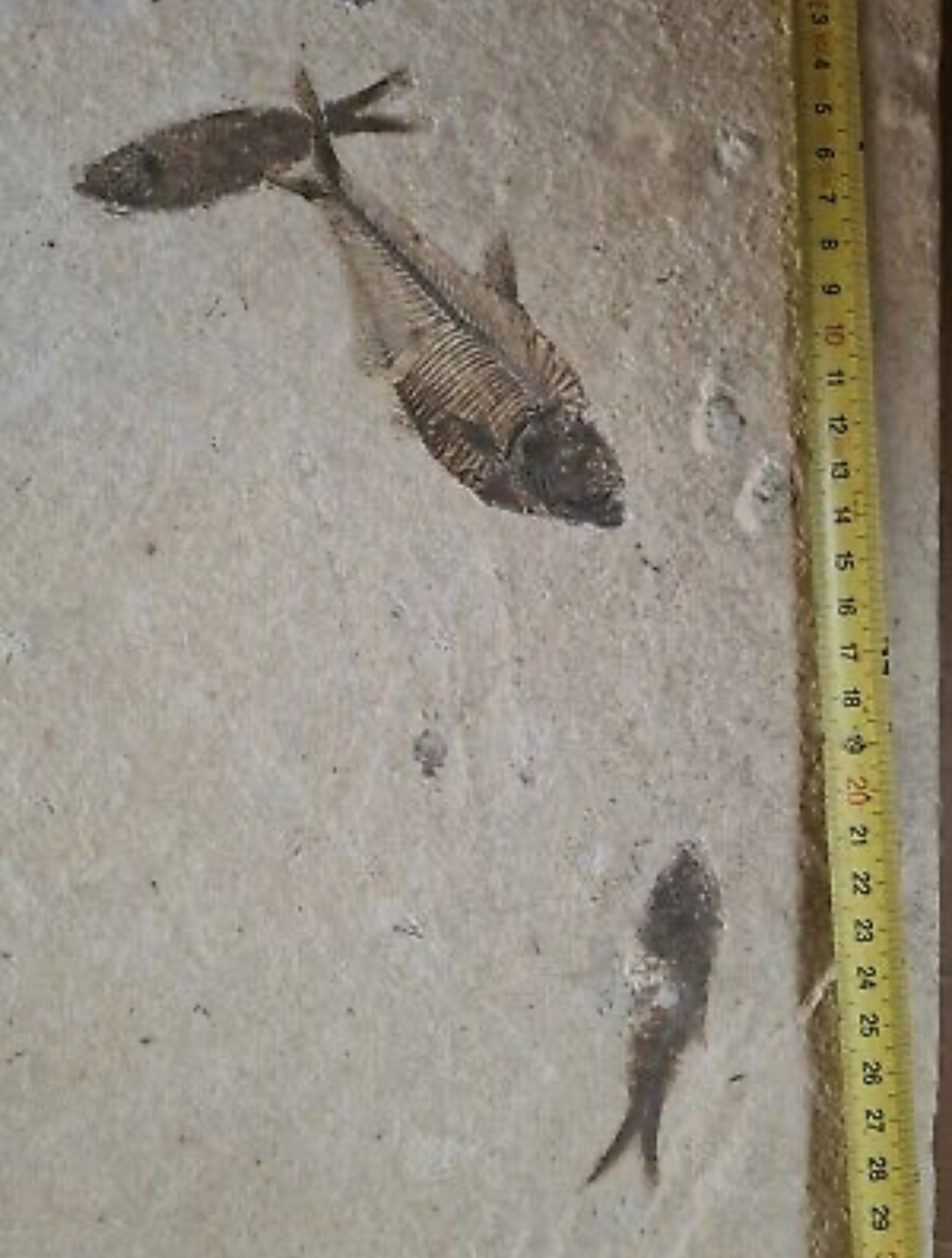 Real or fake? - Fossil ID - The Fossil Forum
