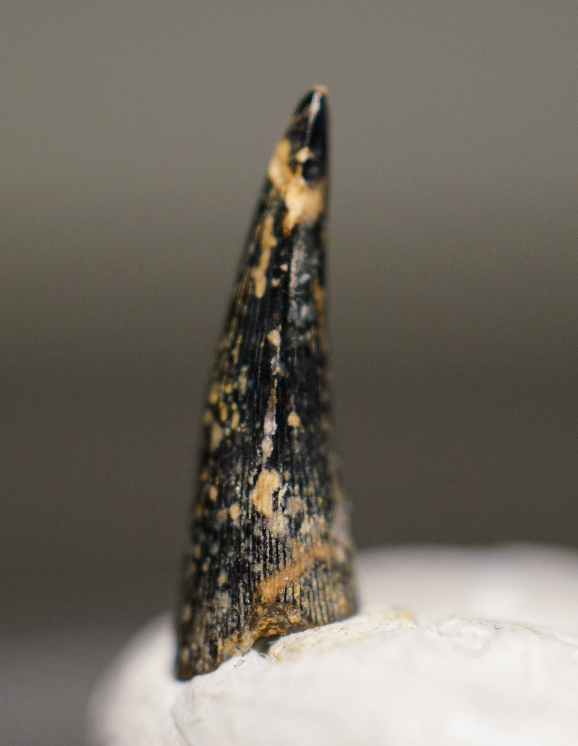 Bizarre Hell Creek teeth - Fossil ID - The Fossil Forum