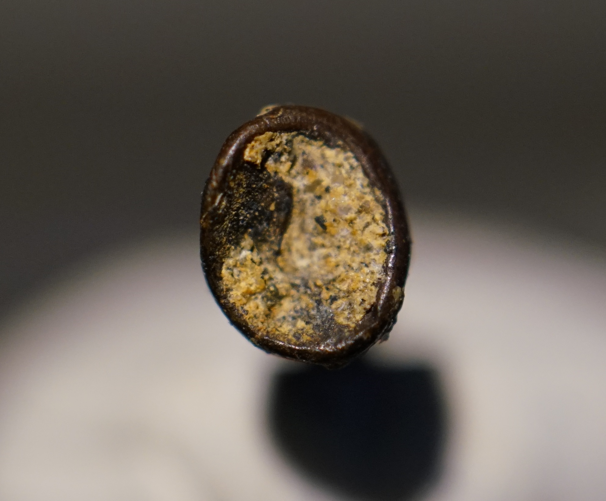 Bizarre Hell Creek teeth - Fossil ID - The Fossil Forum