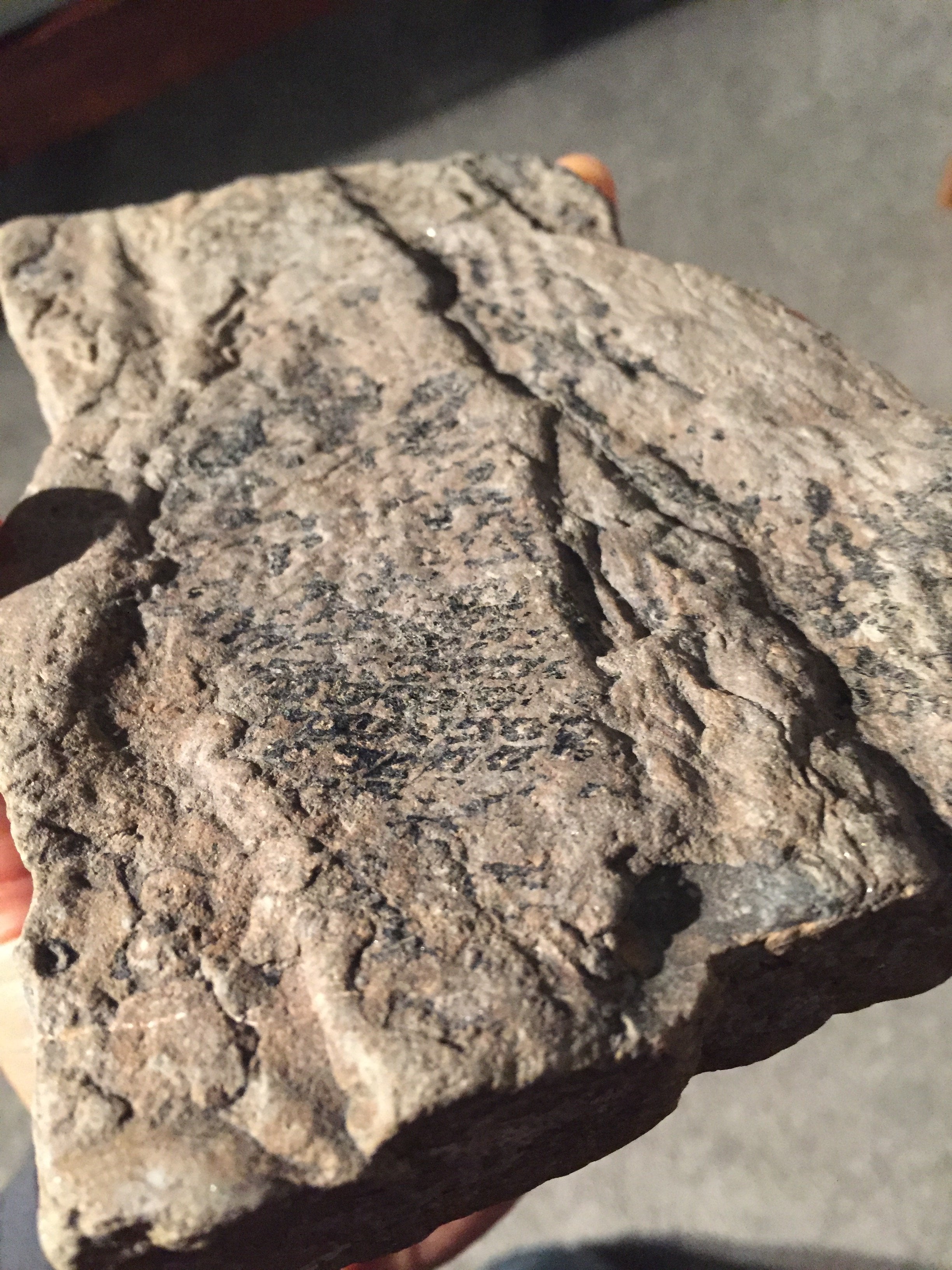 Fossilized Tree Bark? - Fossil ID - The Fossil Forum