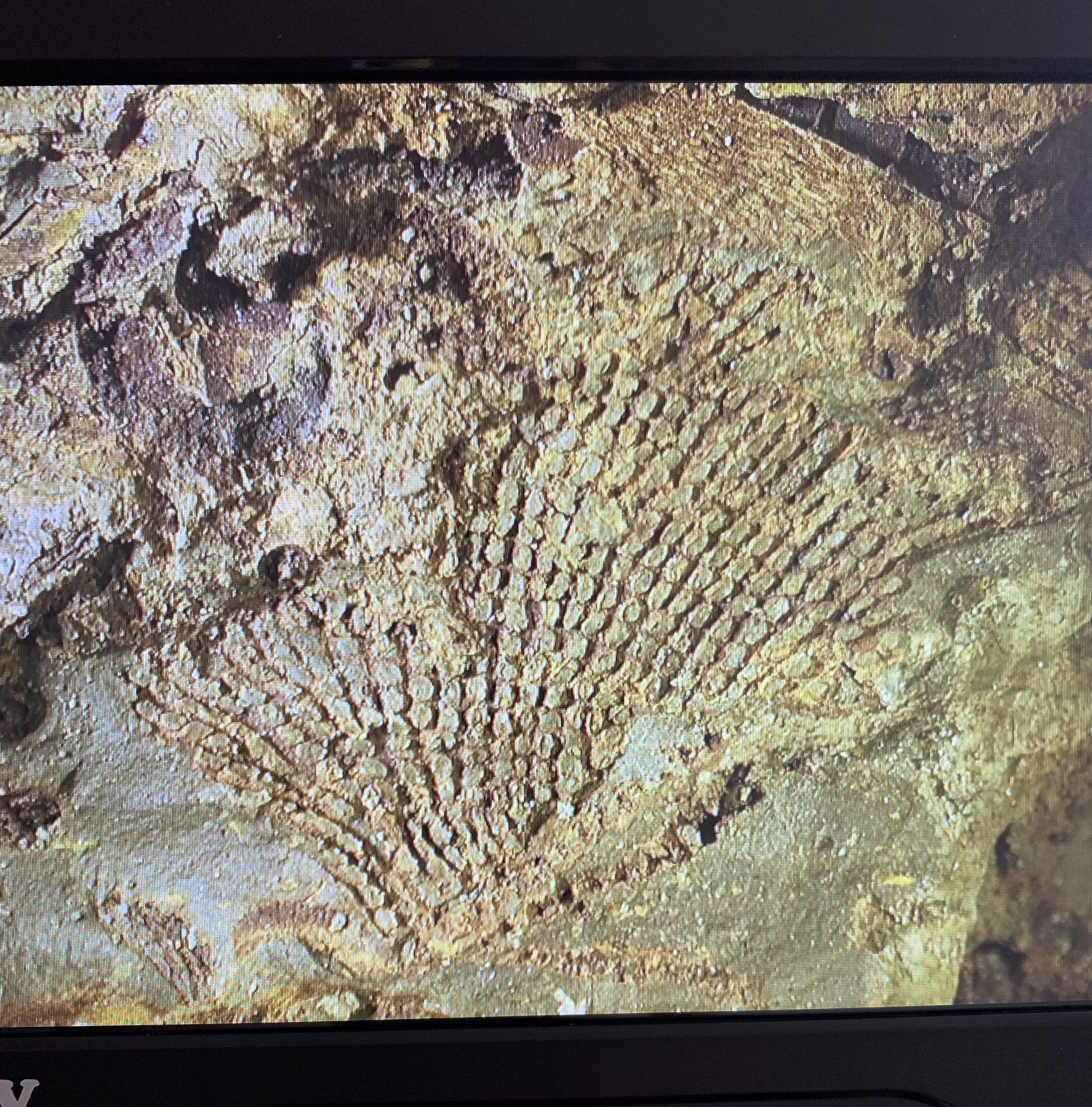Species of Fenestella ? - Fossil ID - The Fossil Forum