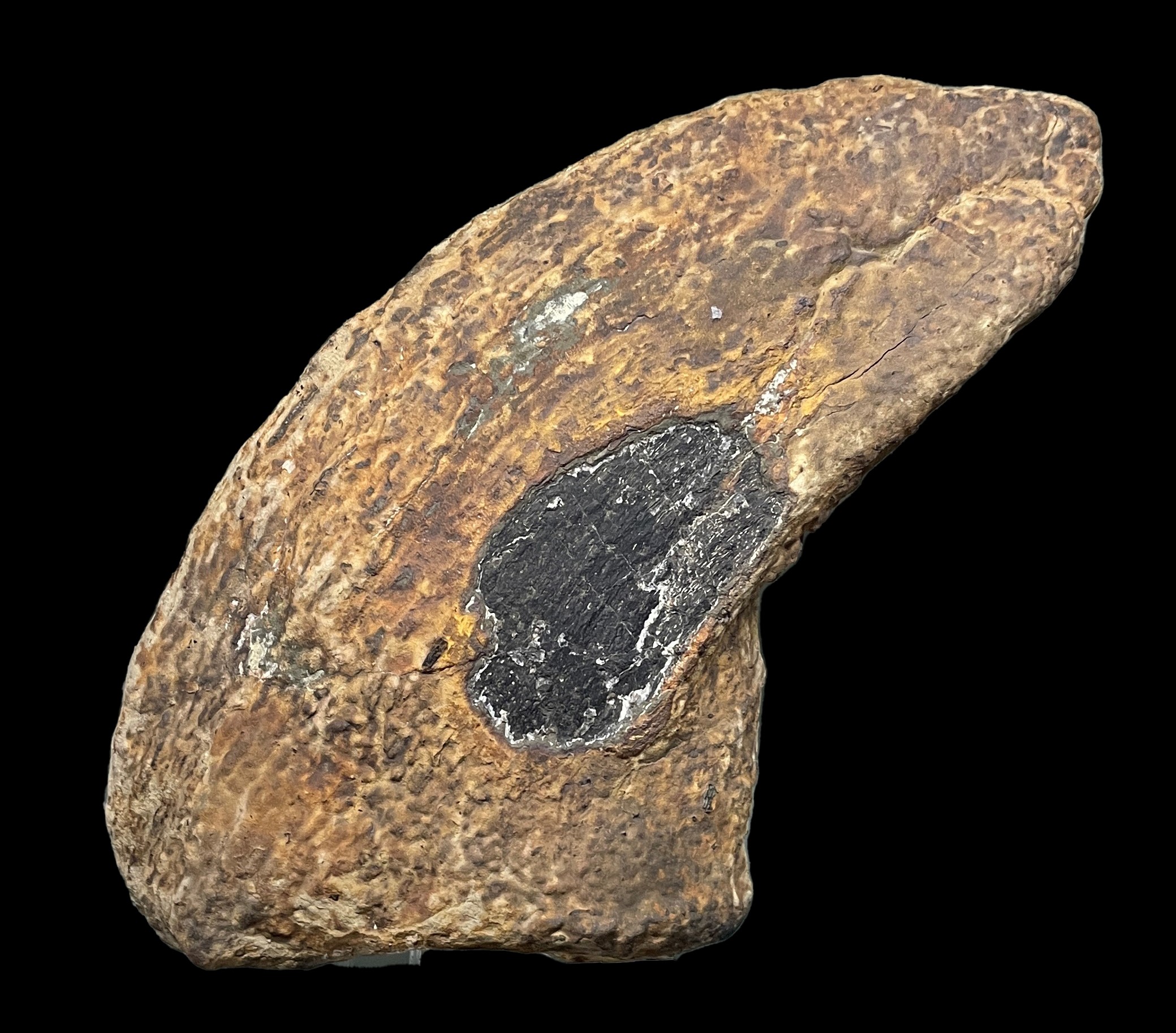 Diplodocus claw: horn scabbard - Questions & Answers - The Fossil Forum