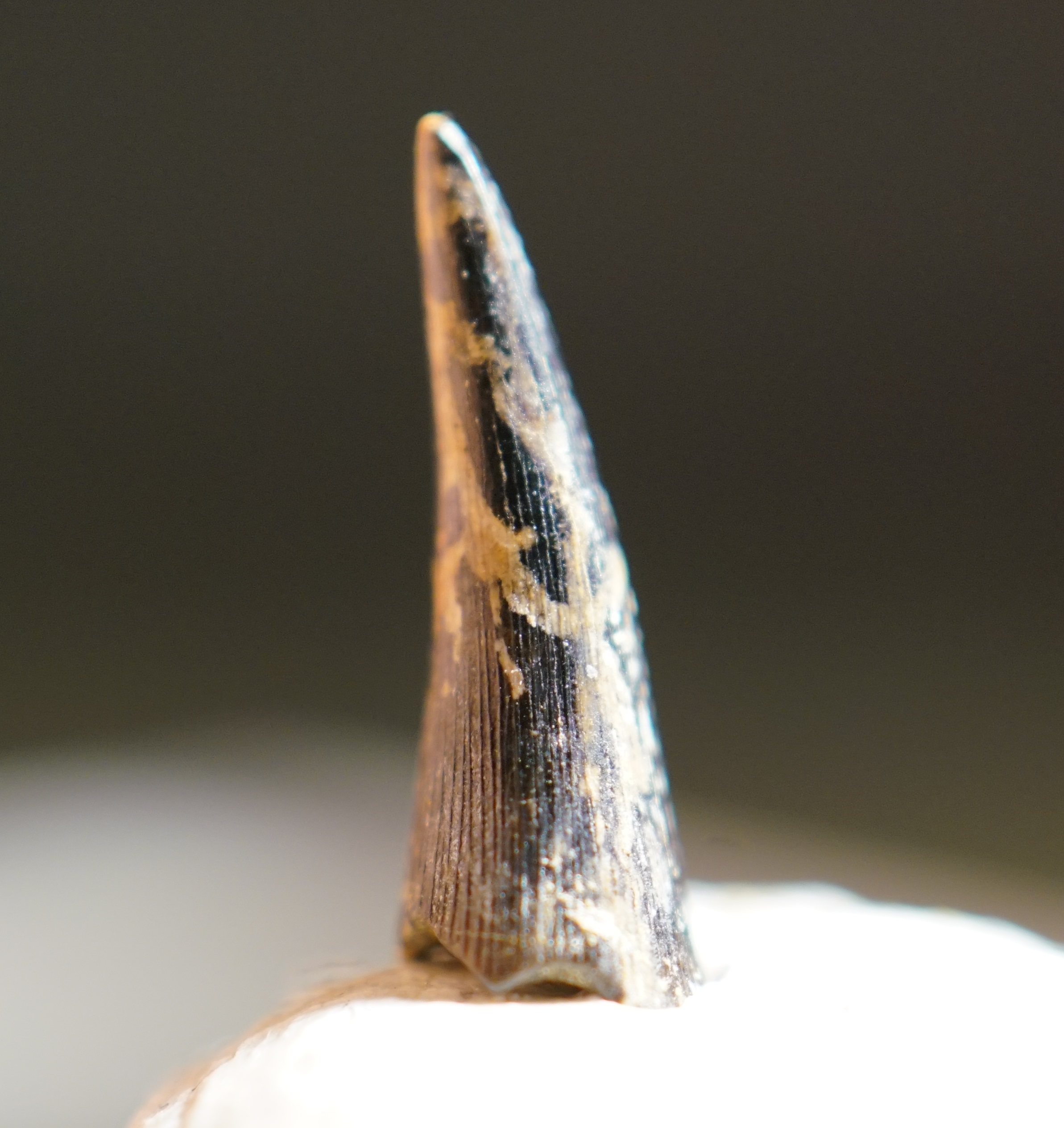 Bizarre Hell Creek teeth - Fossil ID - The Fossil Forum