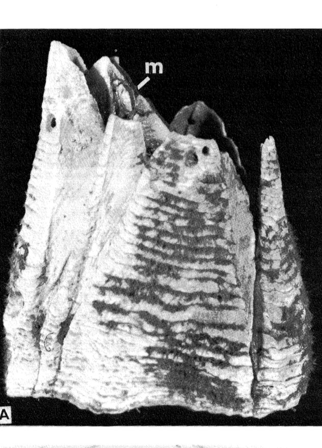 Giant deep water barnacle - Fossil Preparation - The Fossil Forum