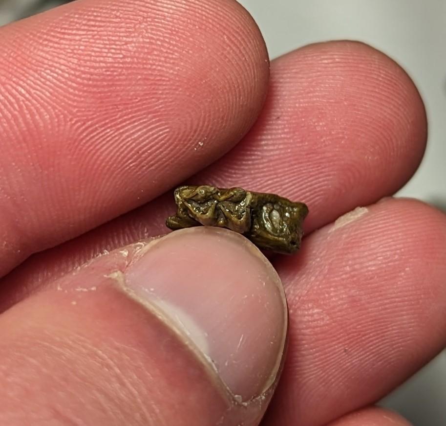 Gainesville incredibly tiny deer tooth? - Fossil ID - The Fossil Forum