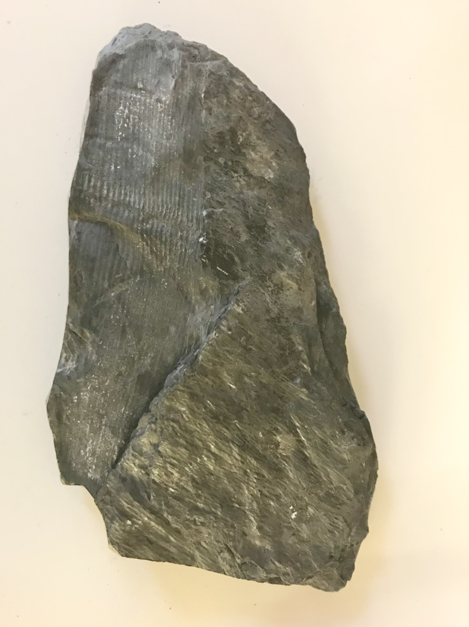 Is this a Calamite? - Fossil ID - The Fossil Forum