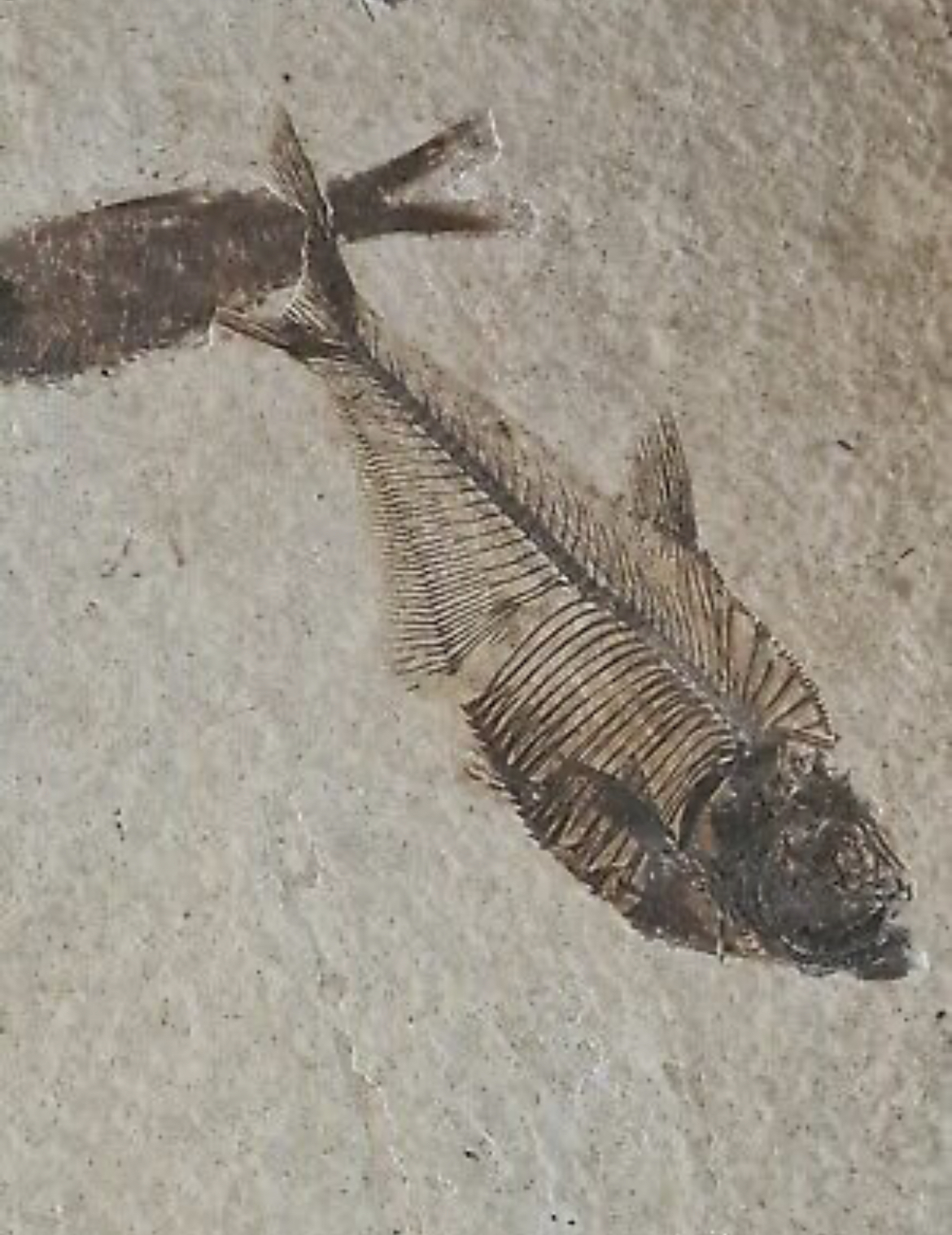 Real or fake? - Fossil ID - The Fossil Forum