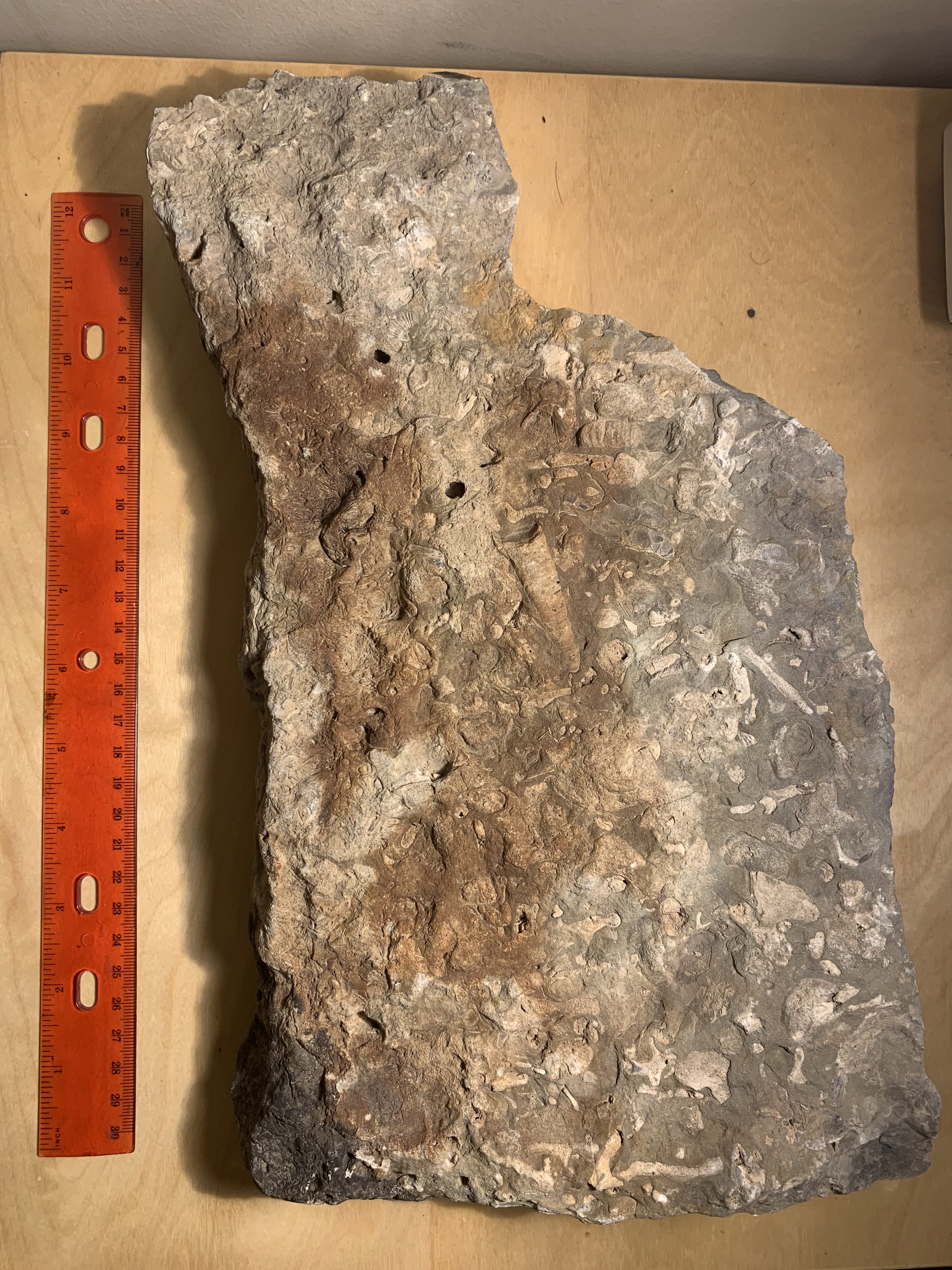 What species of Orthocones and Coral are these? - Fossil ID - The ...