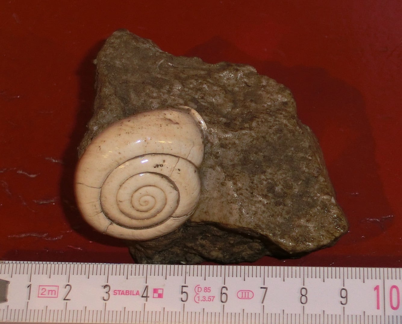 Pliocene gastropod from lignite deposit, Mesontopsis? - Fossil ID - The ...