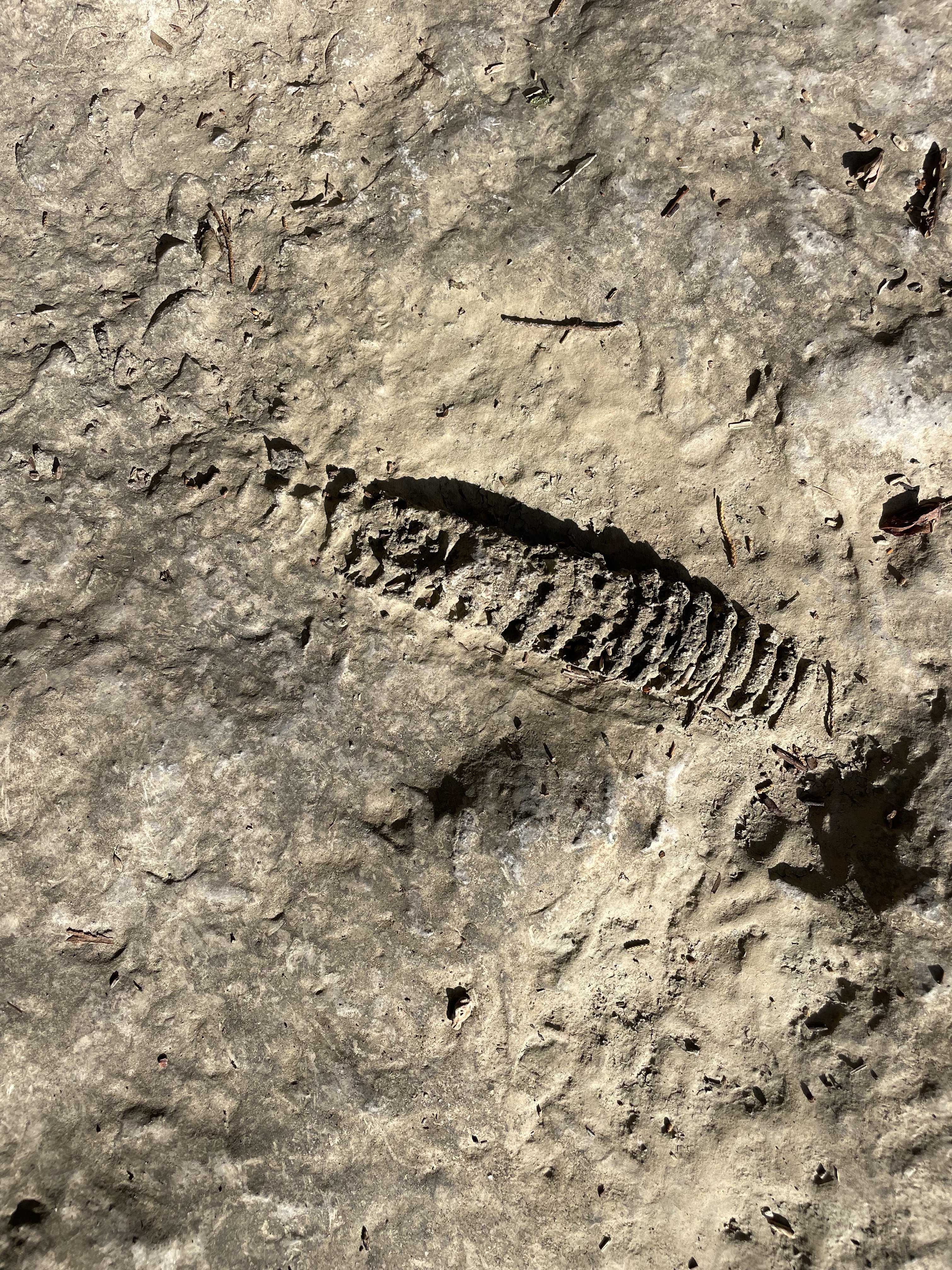 Fossil? Found in middle TN - Fossil ID - The Fossil Forum