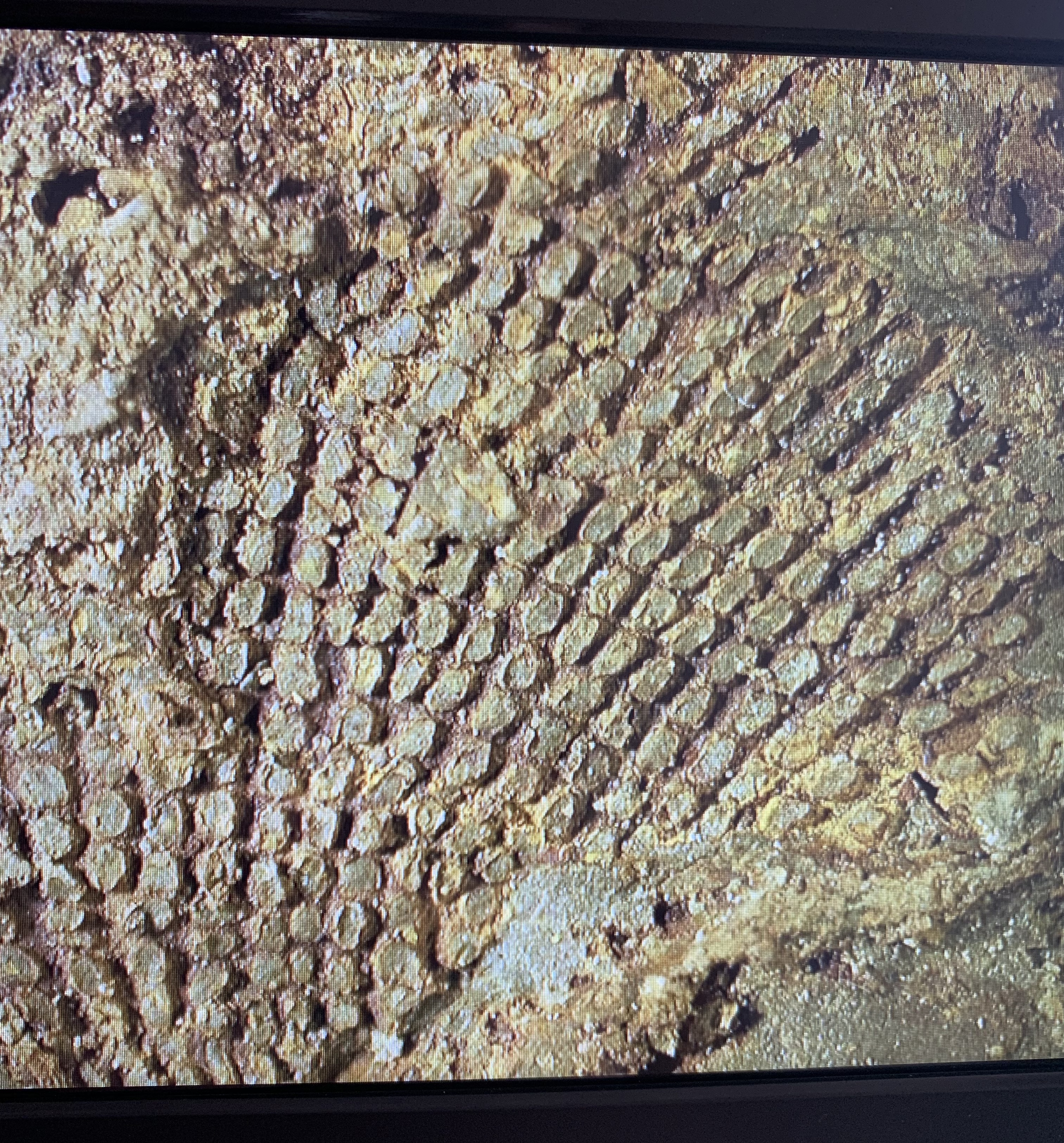 Species of Fenestella ? - Fossil ID - The Fossil Forum