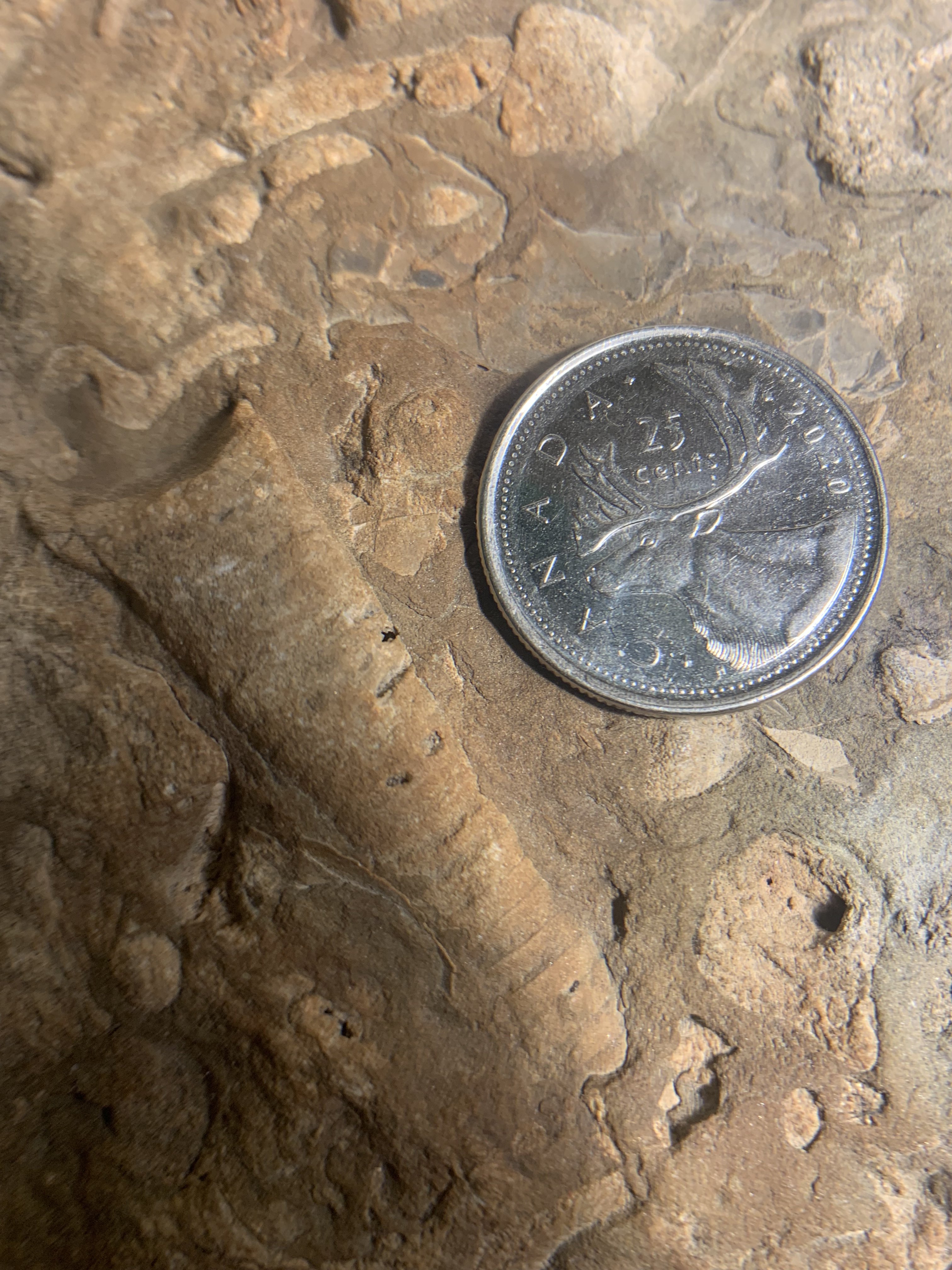 What species of Orthocones and Coral are these? - Fossil ID - The ...