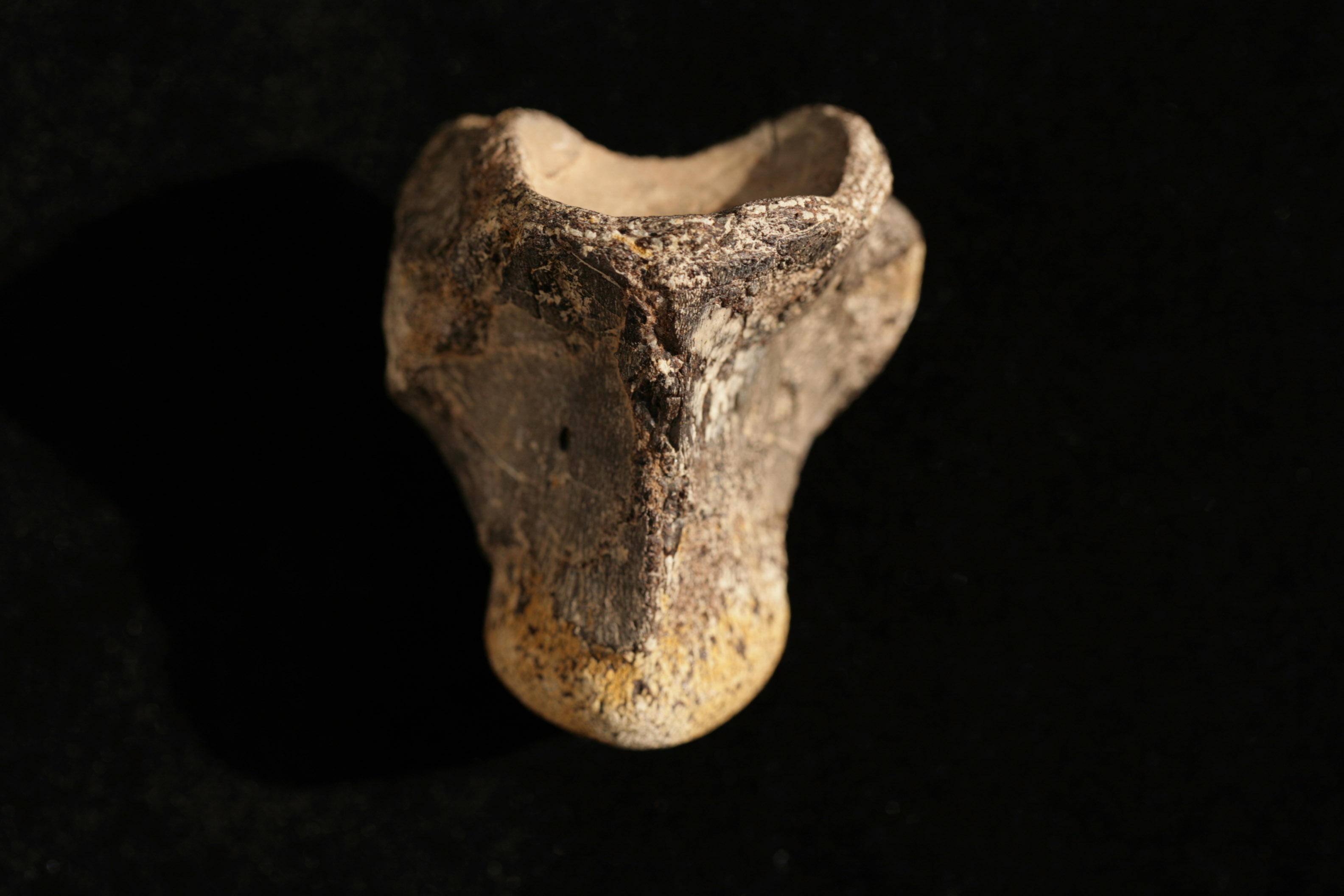 Marine reptile bones from US - Fossil ID - The Fossil Forum