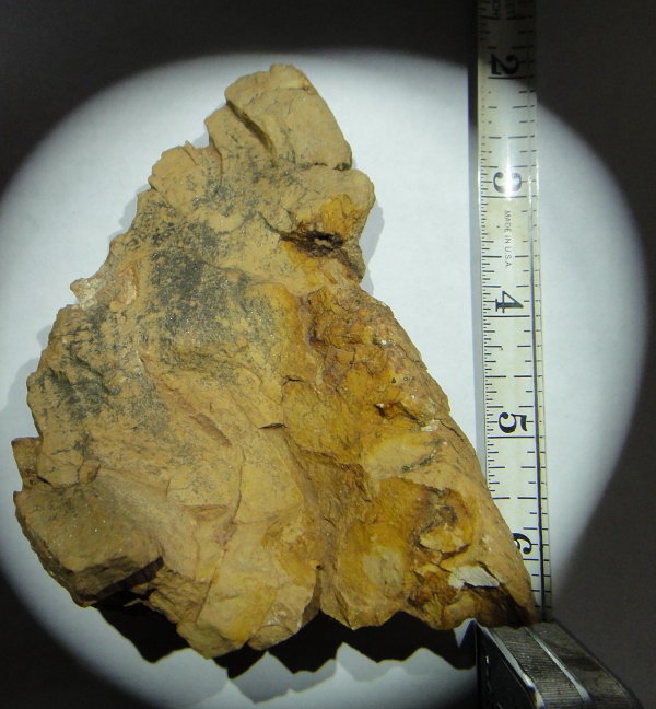 Shinarump swamp - Fossil Hunting Trips - The Fossil Forum