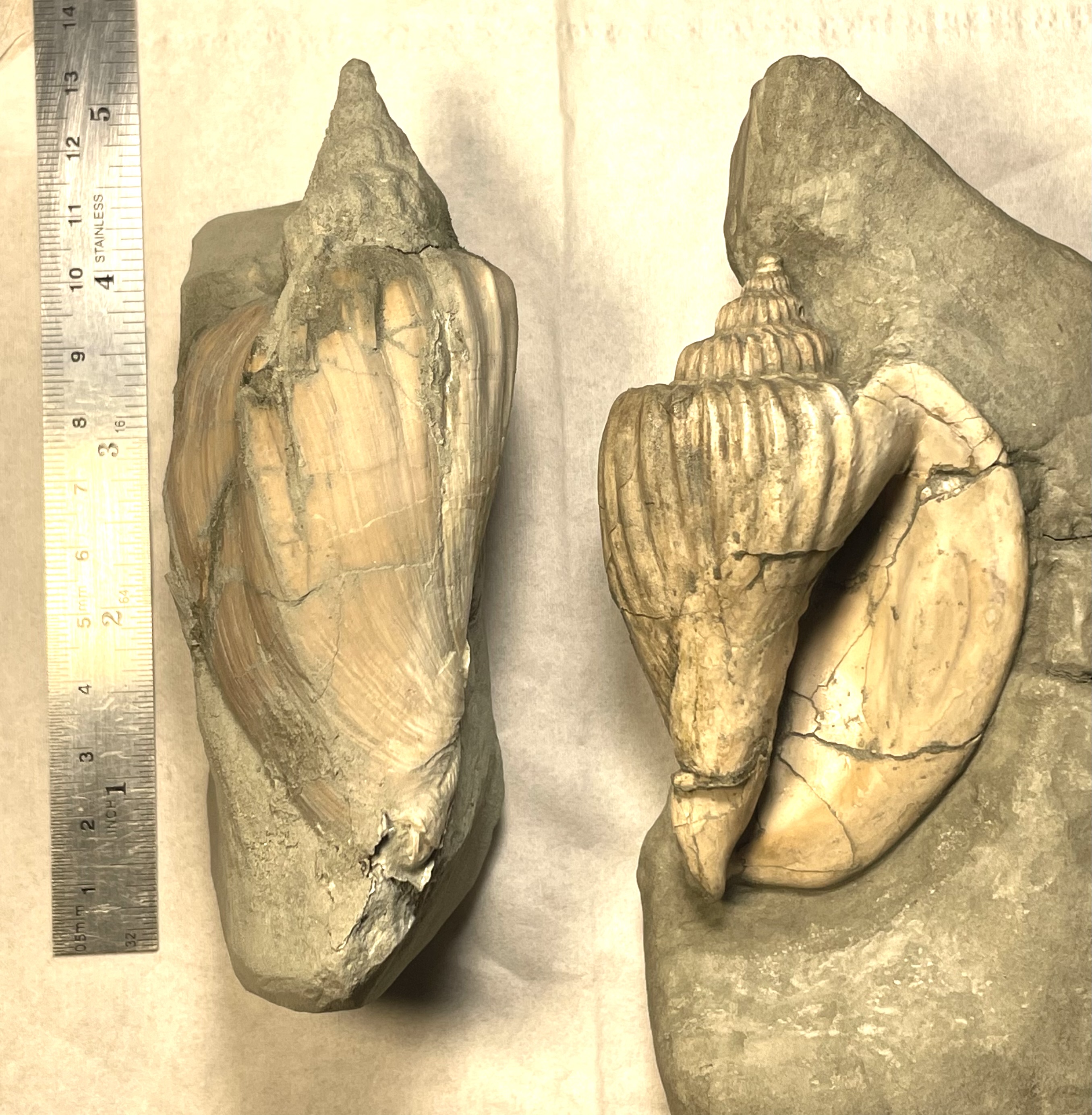 Monster mollusc fossil from New Zealand - Member Collections - The ...