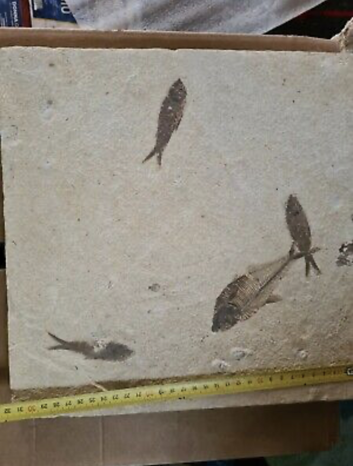 Real or fake? - Fossil ID - The Fossil Forum