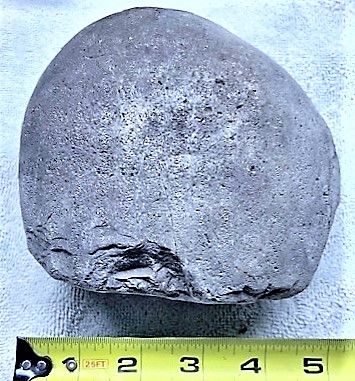 Bone fossil? - Fossil ID - The Fossil Forum