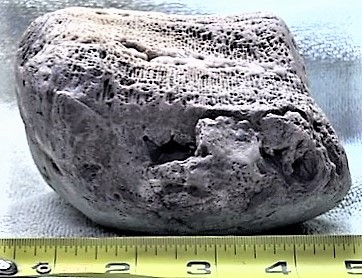 Bone fossil? - Fossil ID - The Fossil Forum