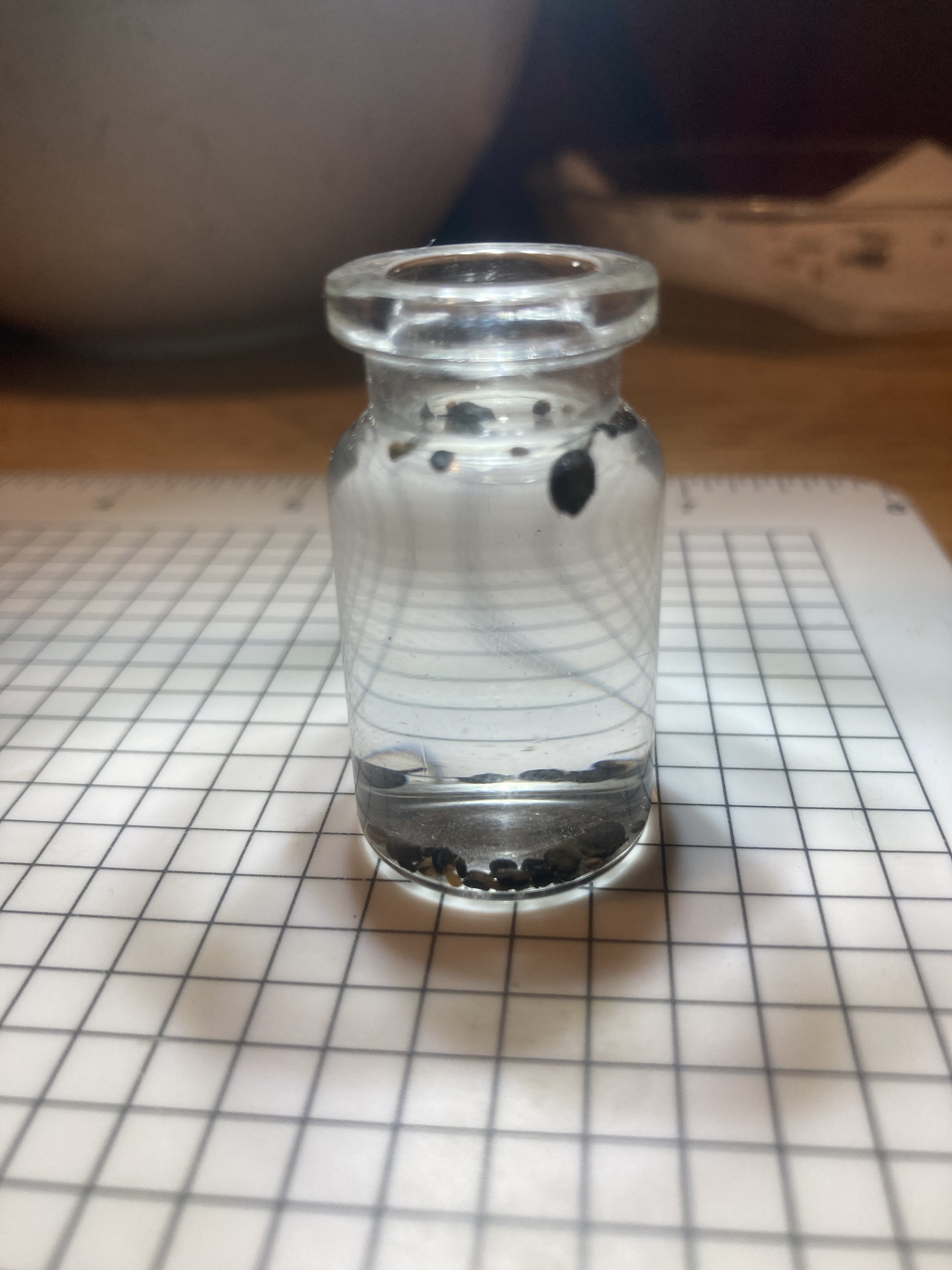 Preserving Subfossil Seeds - Fossil Preparation - The Fossil Forum