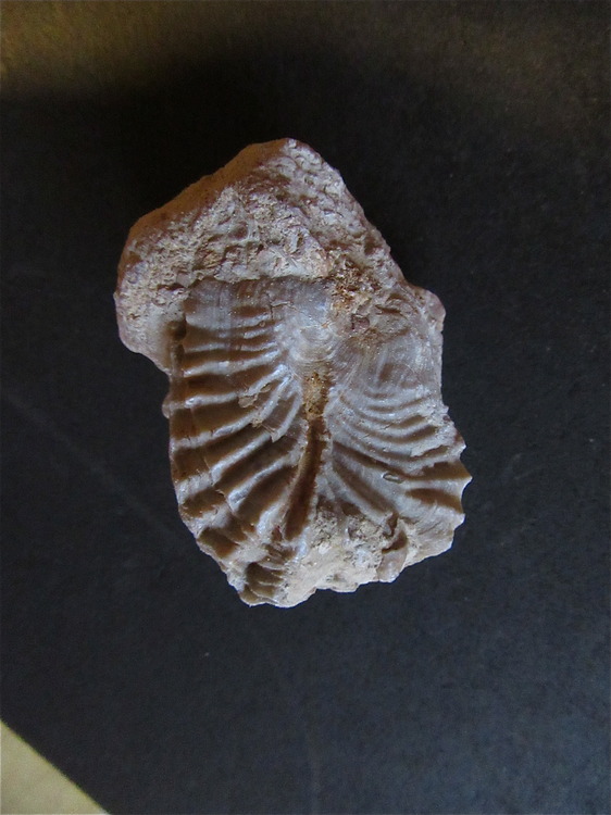 Spiny Mollusk? - Fossil ID - The Fossil Forum