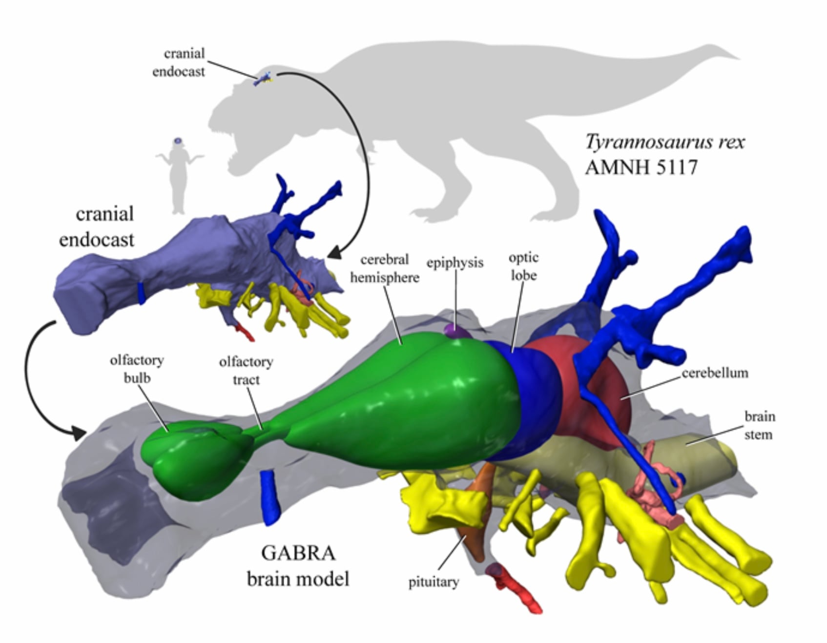 Could Tyrannosaurus rex have created unique cultures - Questions ...