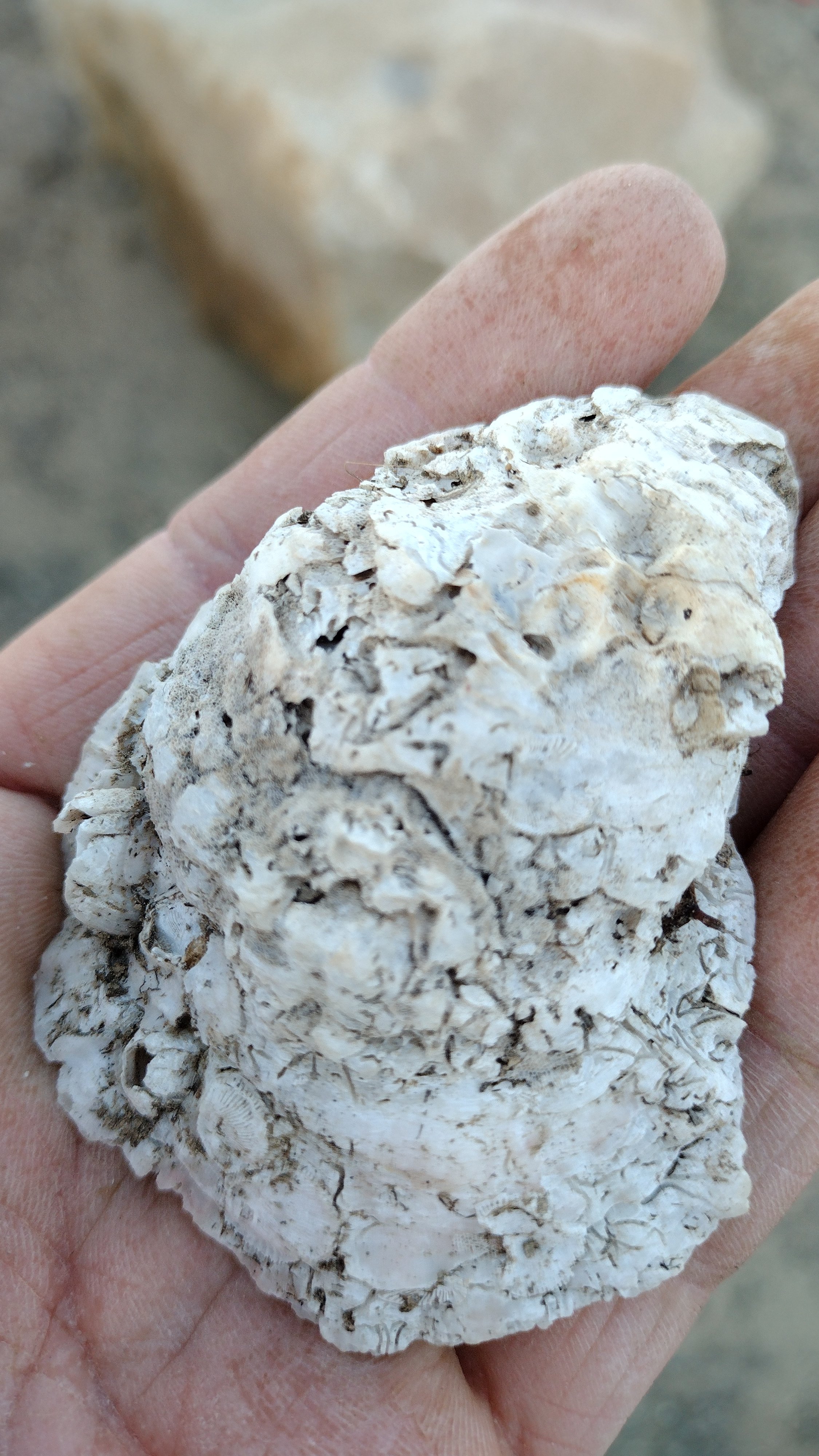 Is this a shell fossil? - Fossil ID - The Fossil Forum