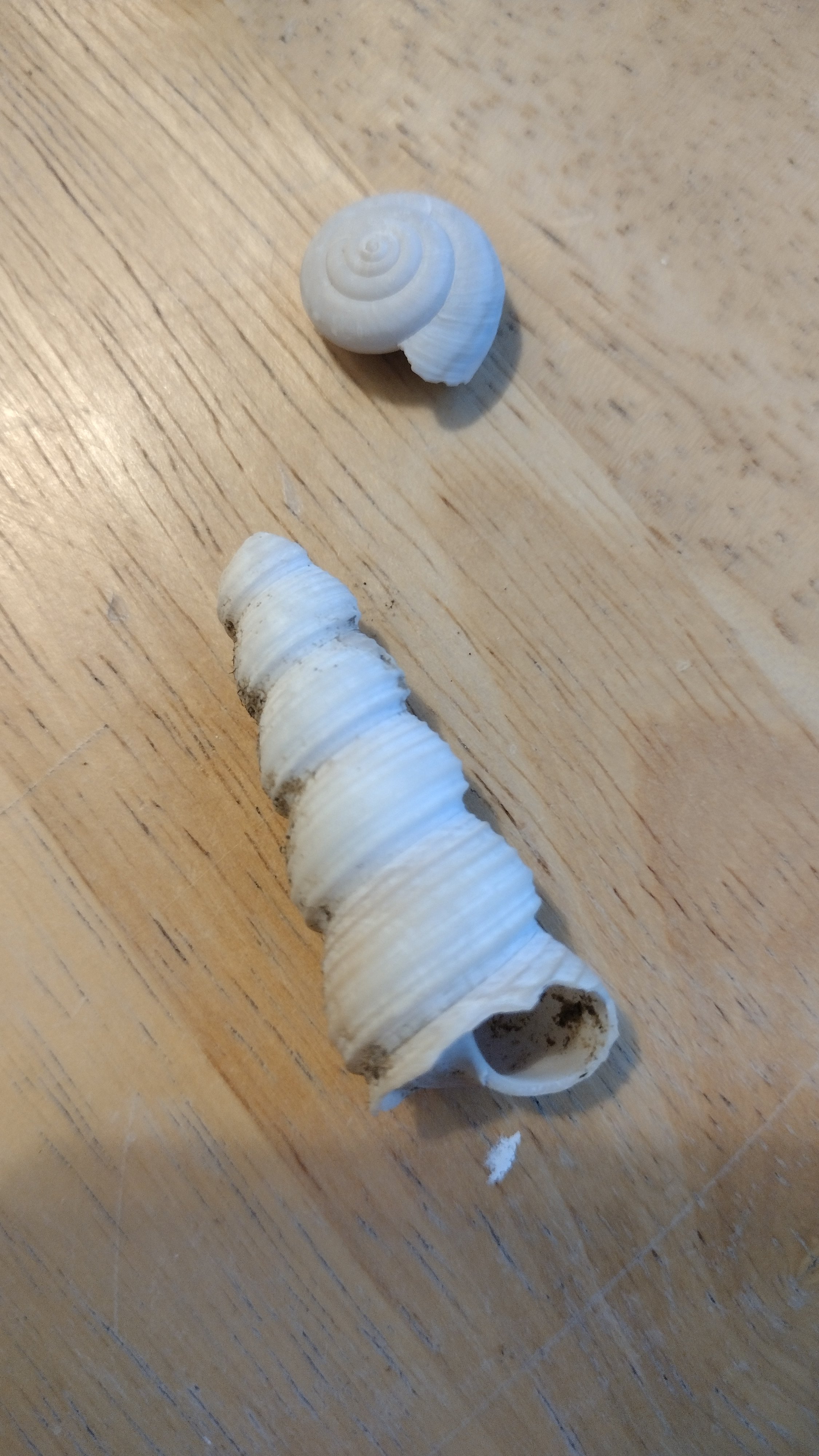 Is this a shell fossil? - Fossil ID - The Fossil Forum