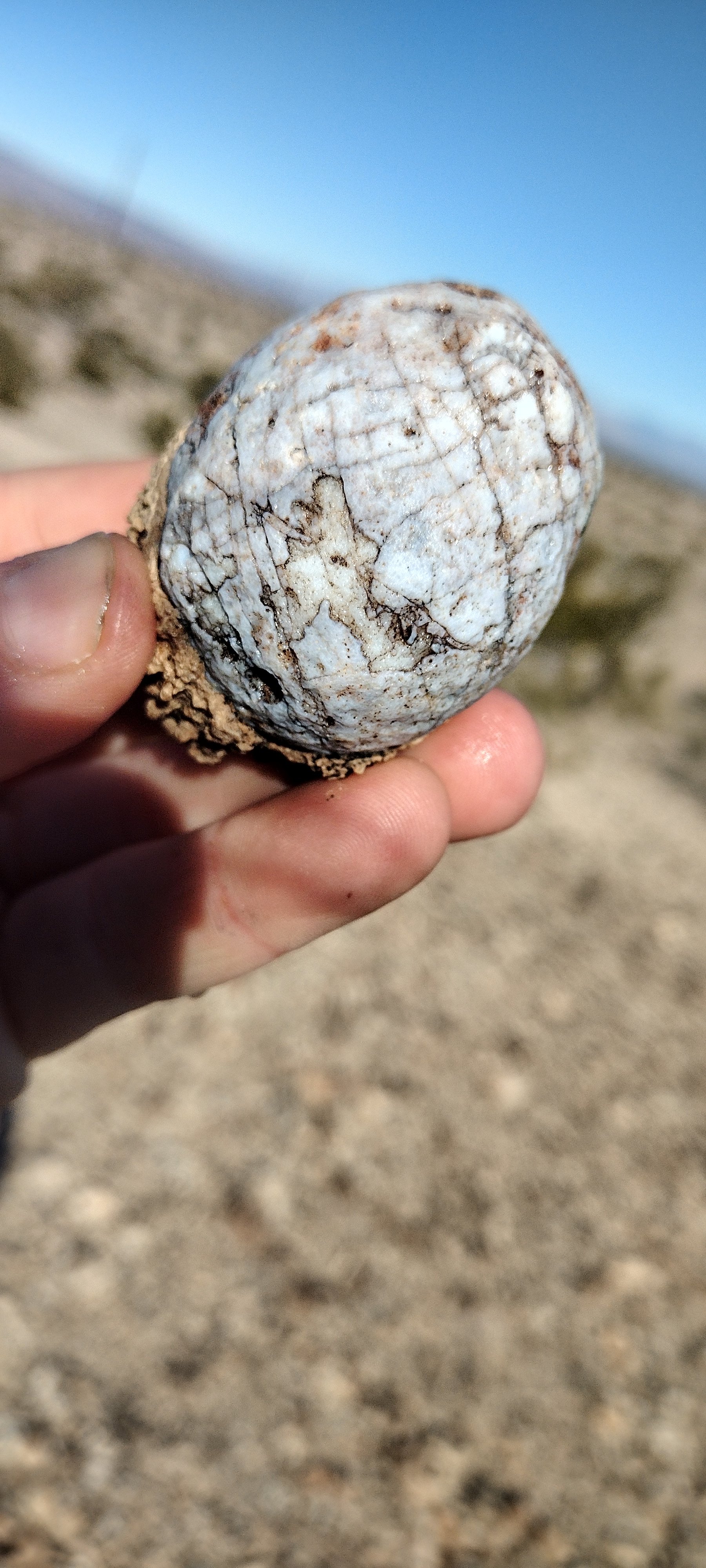 Requesting ID - Fossil ID - The Fossil Forum