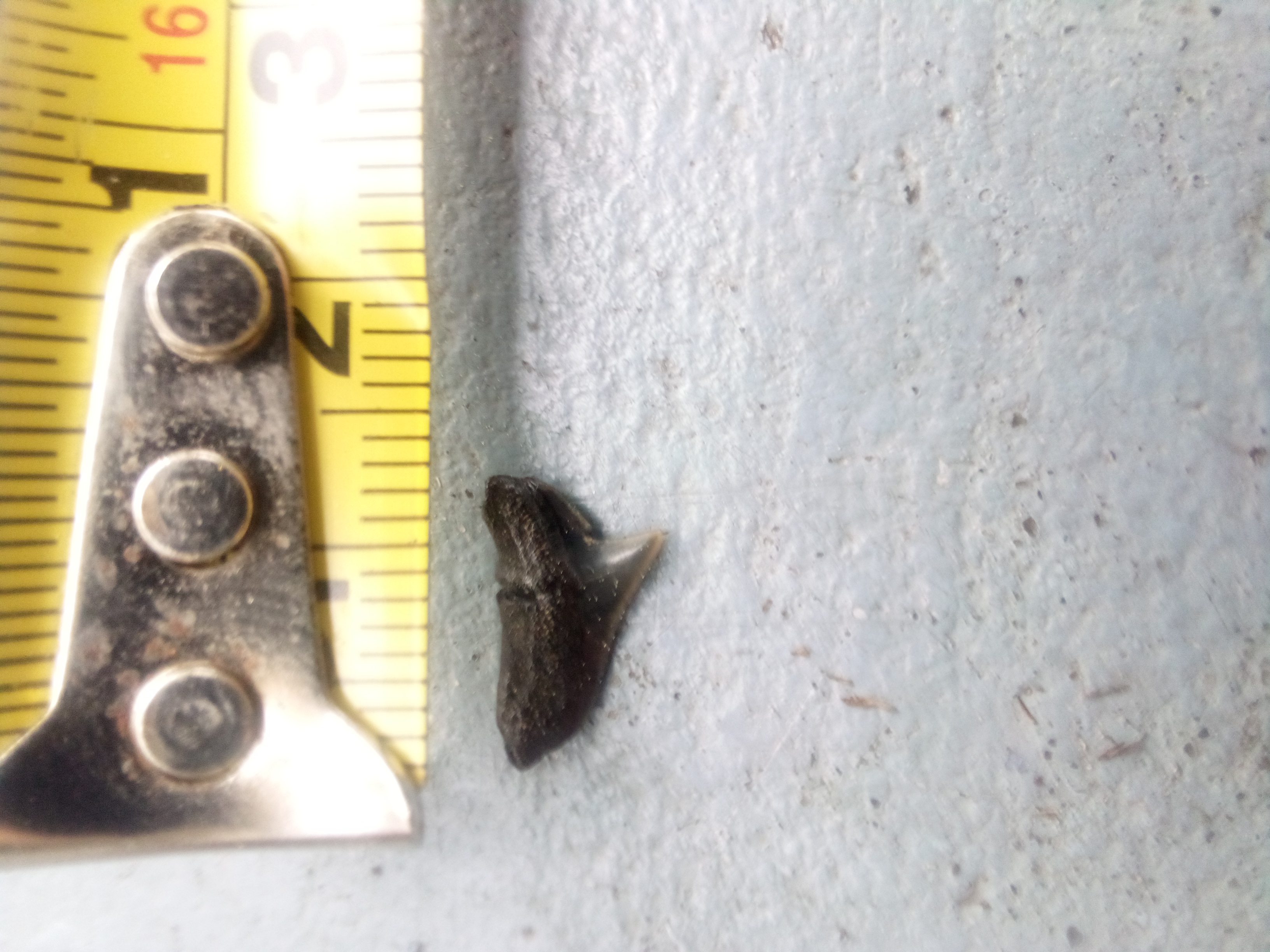 Shark teeth and turtle shell for ID - Fossil ID - The Fossil Forum