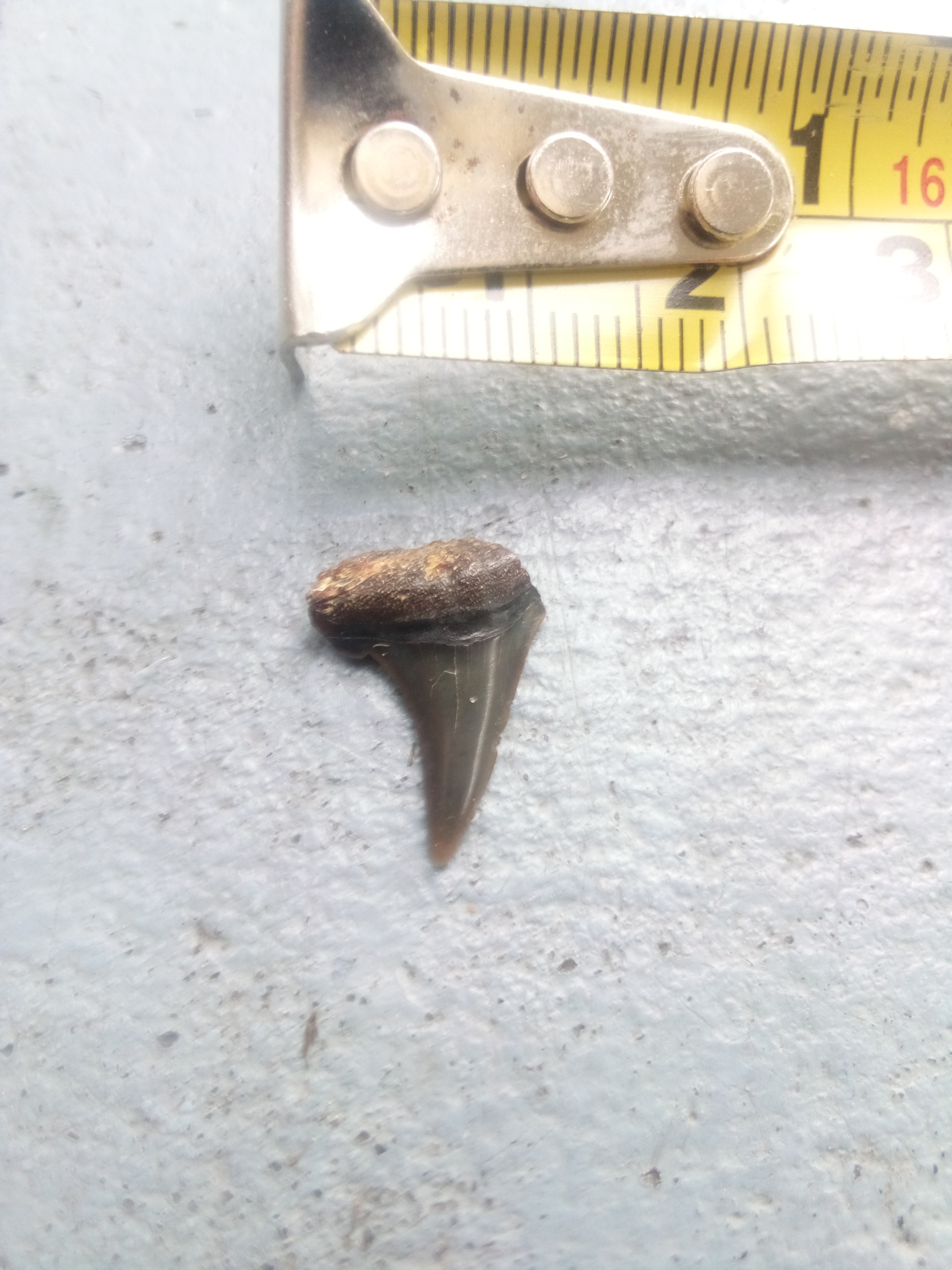 Shark teeth and turtle shell for ID - Fossil ID - The Fossil Forum