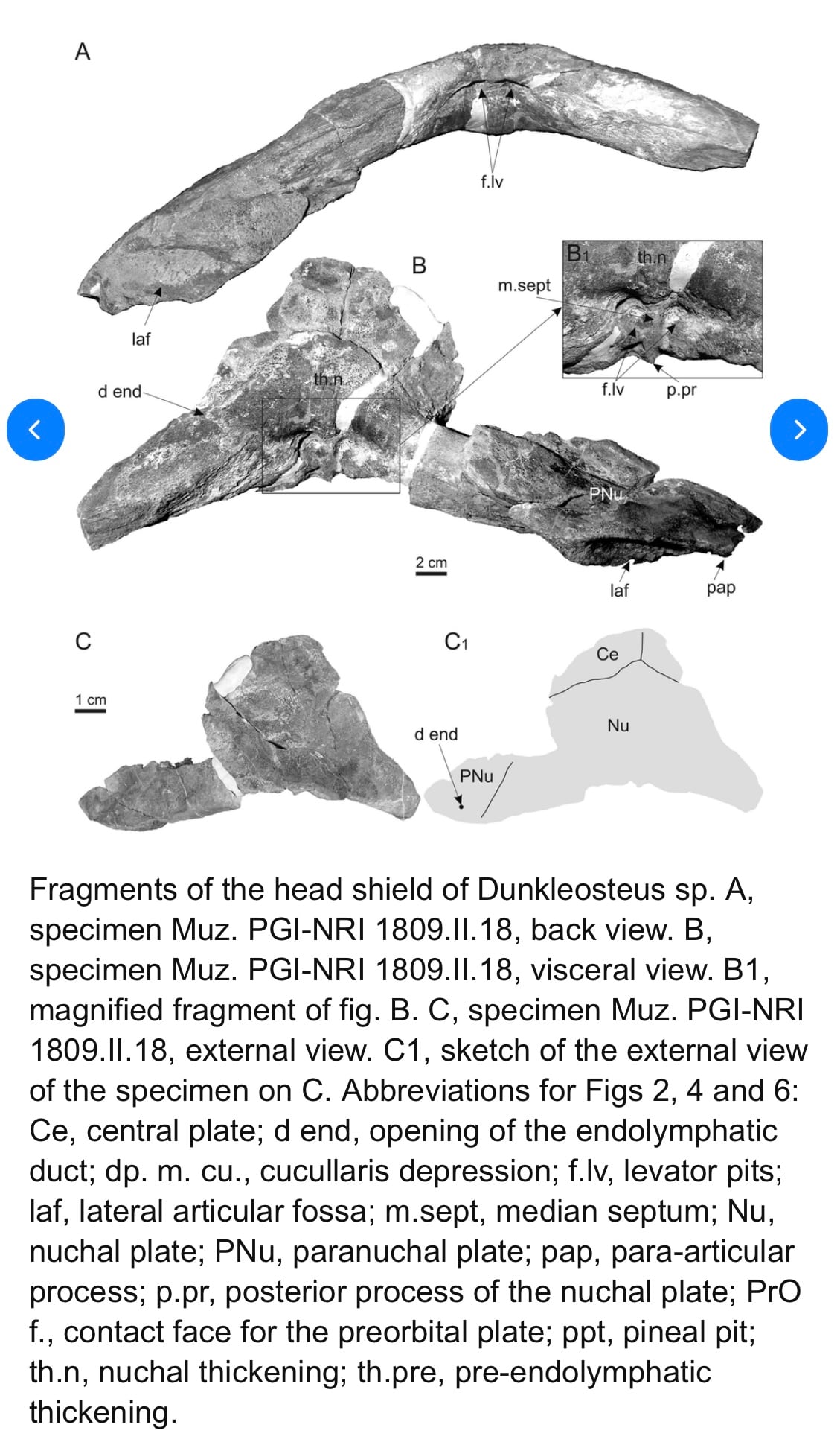 Dunkleosteus Terrelli Nuchal Bone - Member Collections - The Fossil Forum
