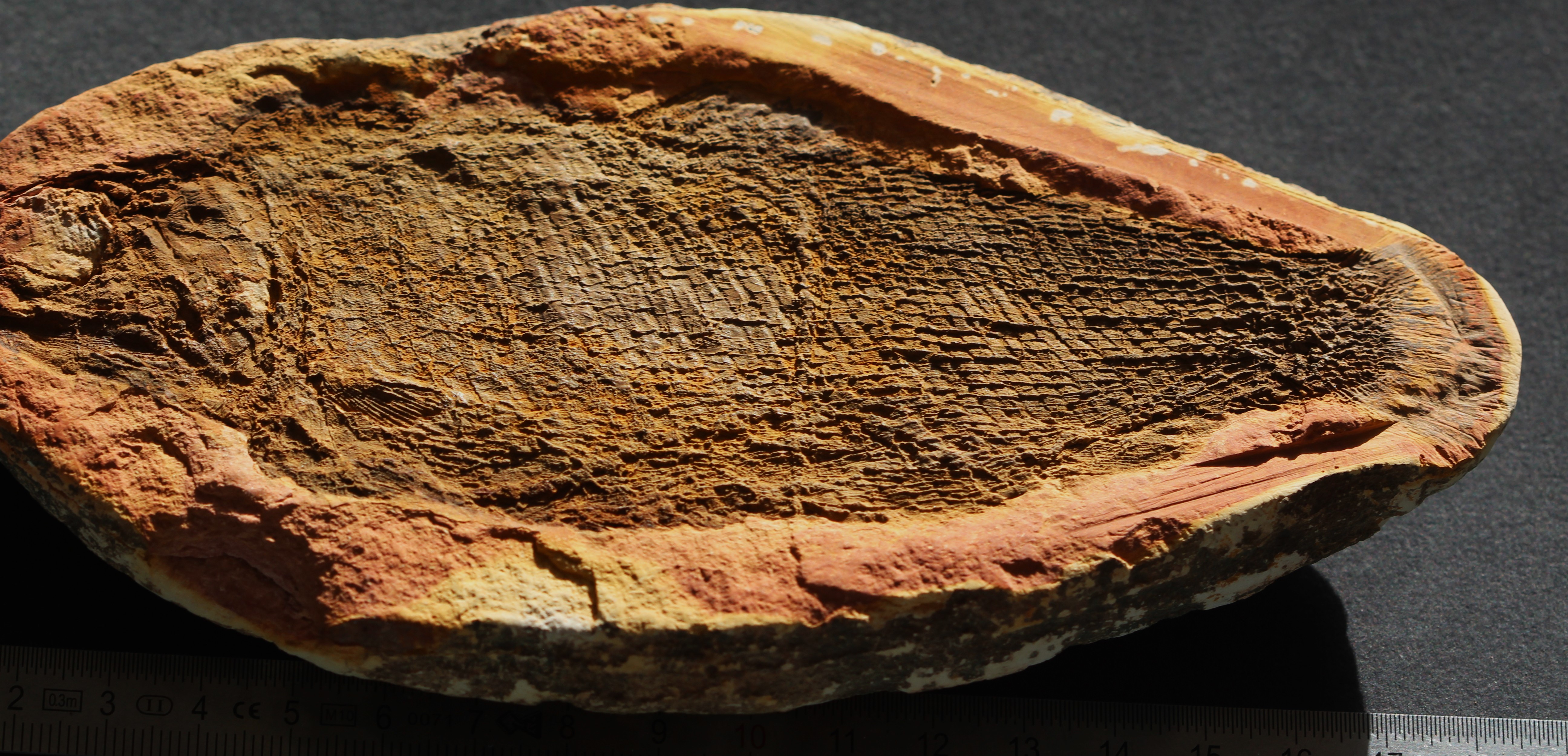 A fake fossil fish - Is It Real? How to Recognize Fossil Fabrications ...