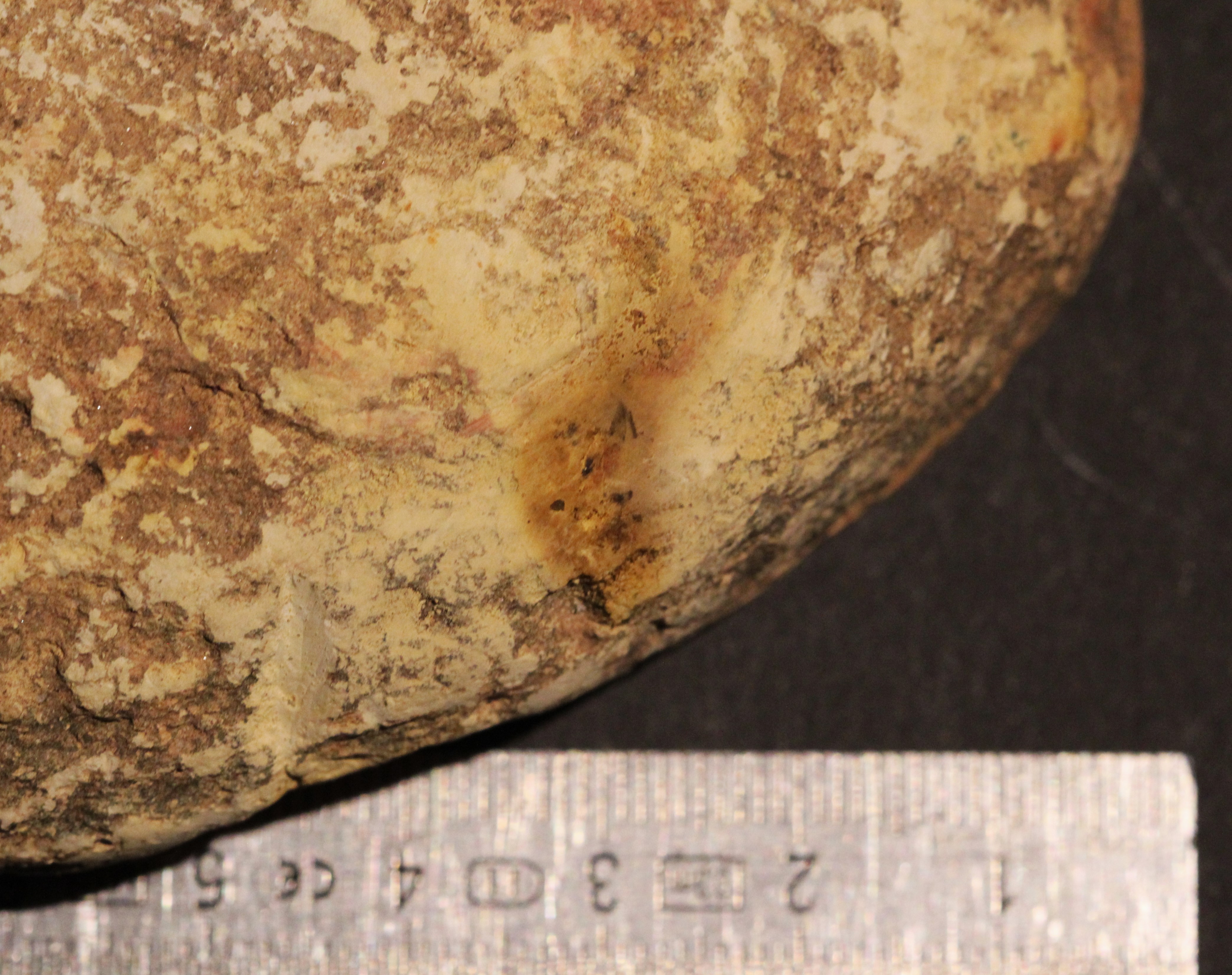 A fake fossil fish - Is It Real? How to Recognize Fossil Fabrications ...