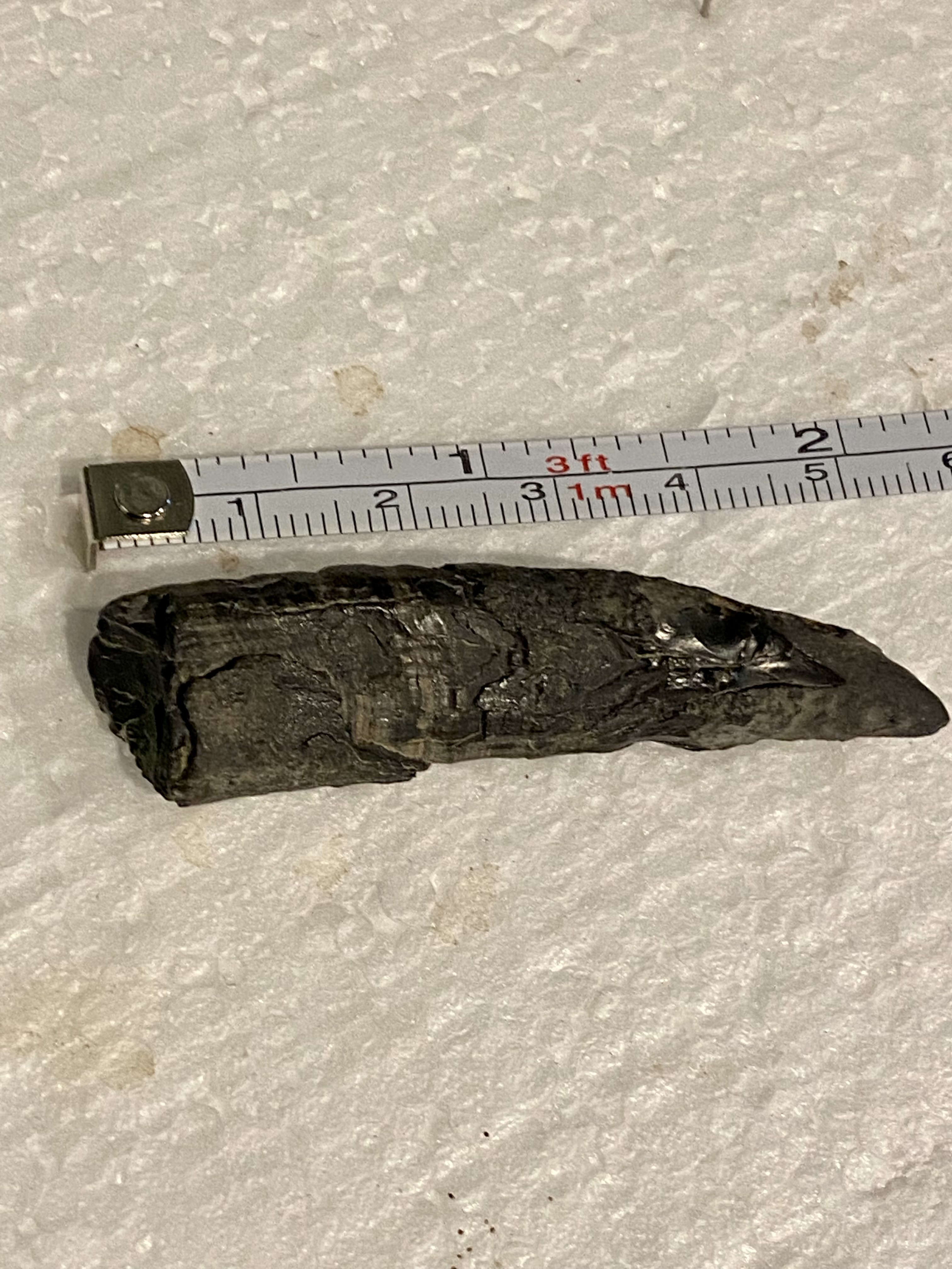 new find ID help: Whale tooth? - Fossil ID - The Fossil Forum