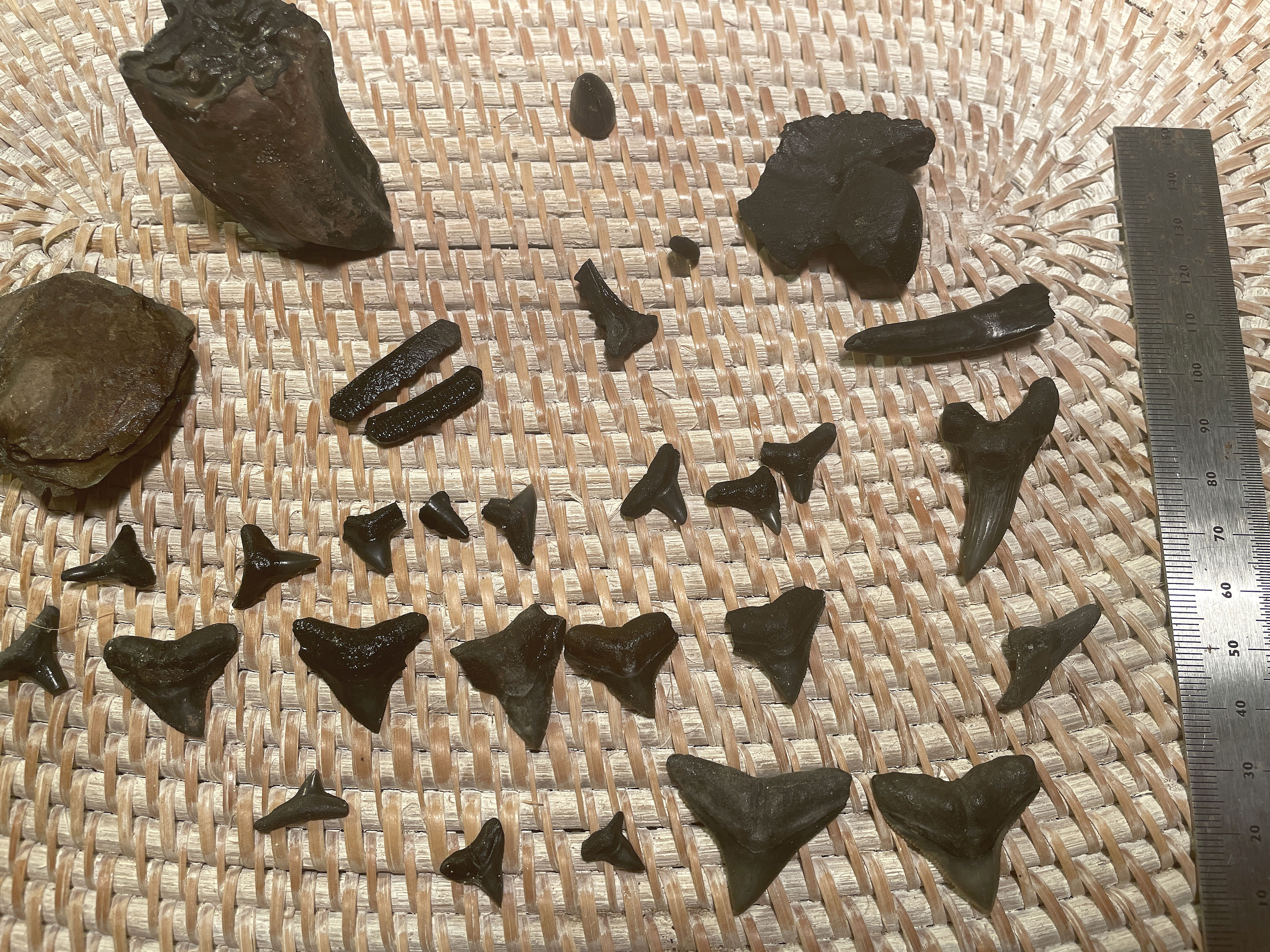 Broken Shovel - Fossil ID - The Fossil Forum