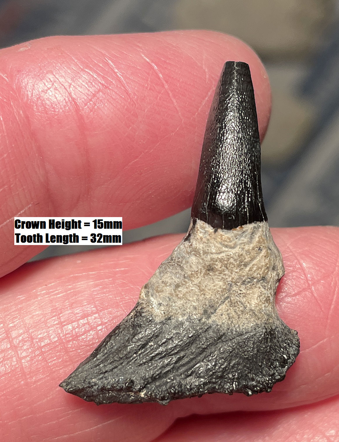 Peace River Dolphin Tooth Identity? - Fossil ID - The Fossil Forum