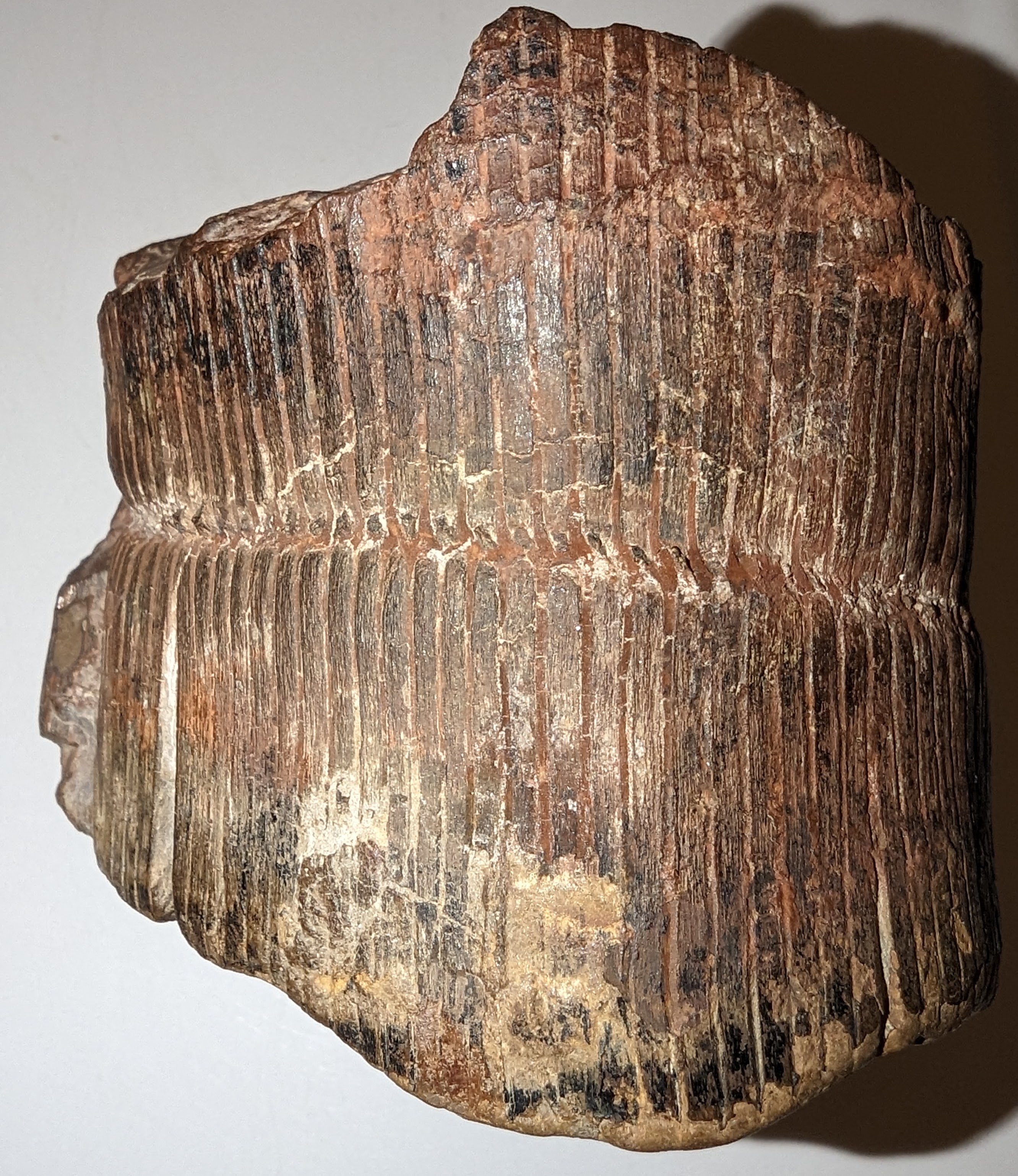 Is this a Calamite? - Fossil ID - The Fossil Forum