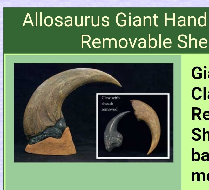 Diplodocus claw: horn scabbard - Questions & Answers - The Fossil Forum