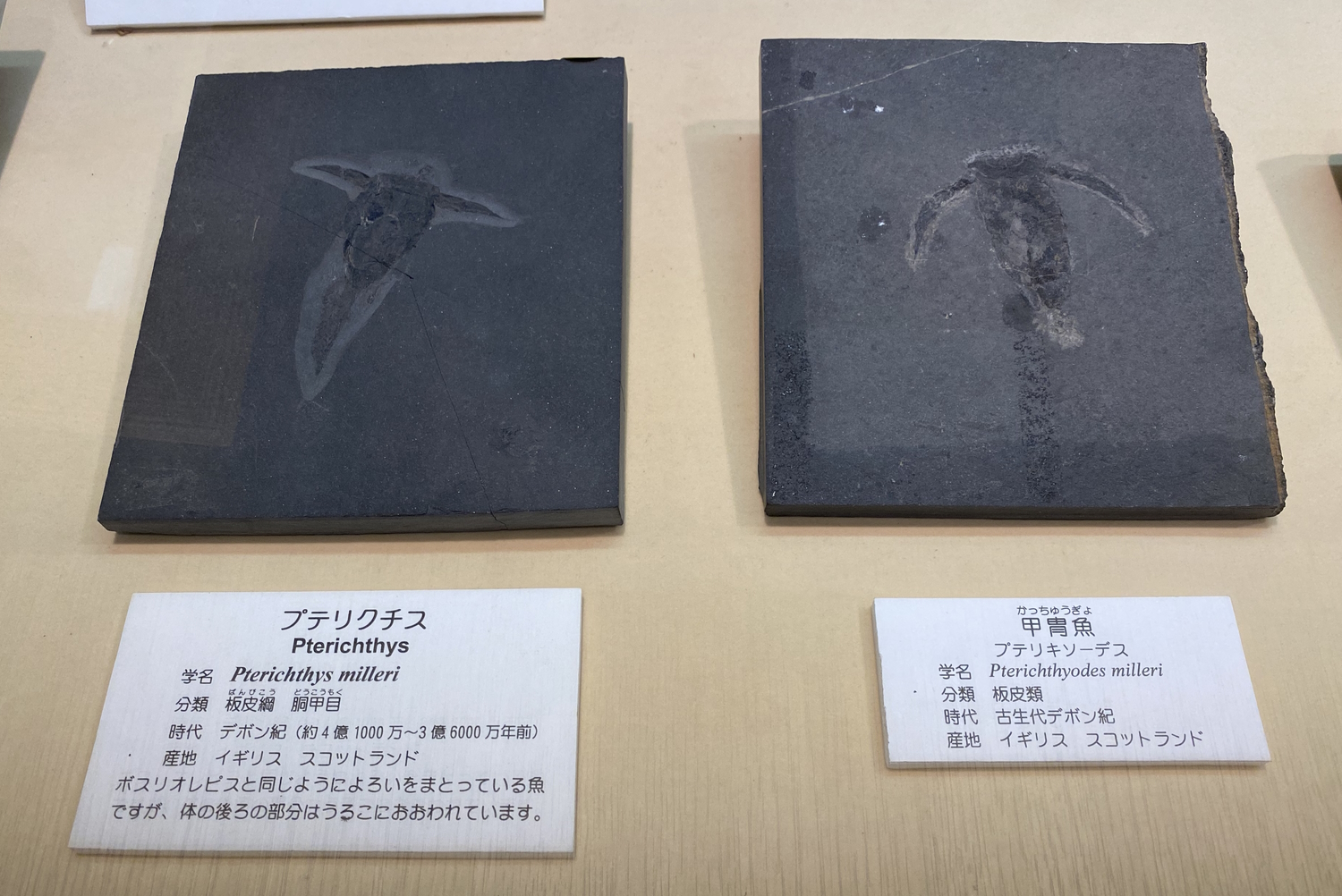 Tokai University Museum of Natural History - A Trip to the Museum - The ...