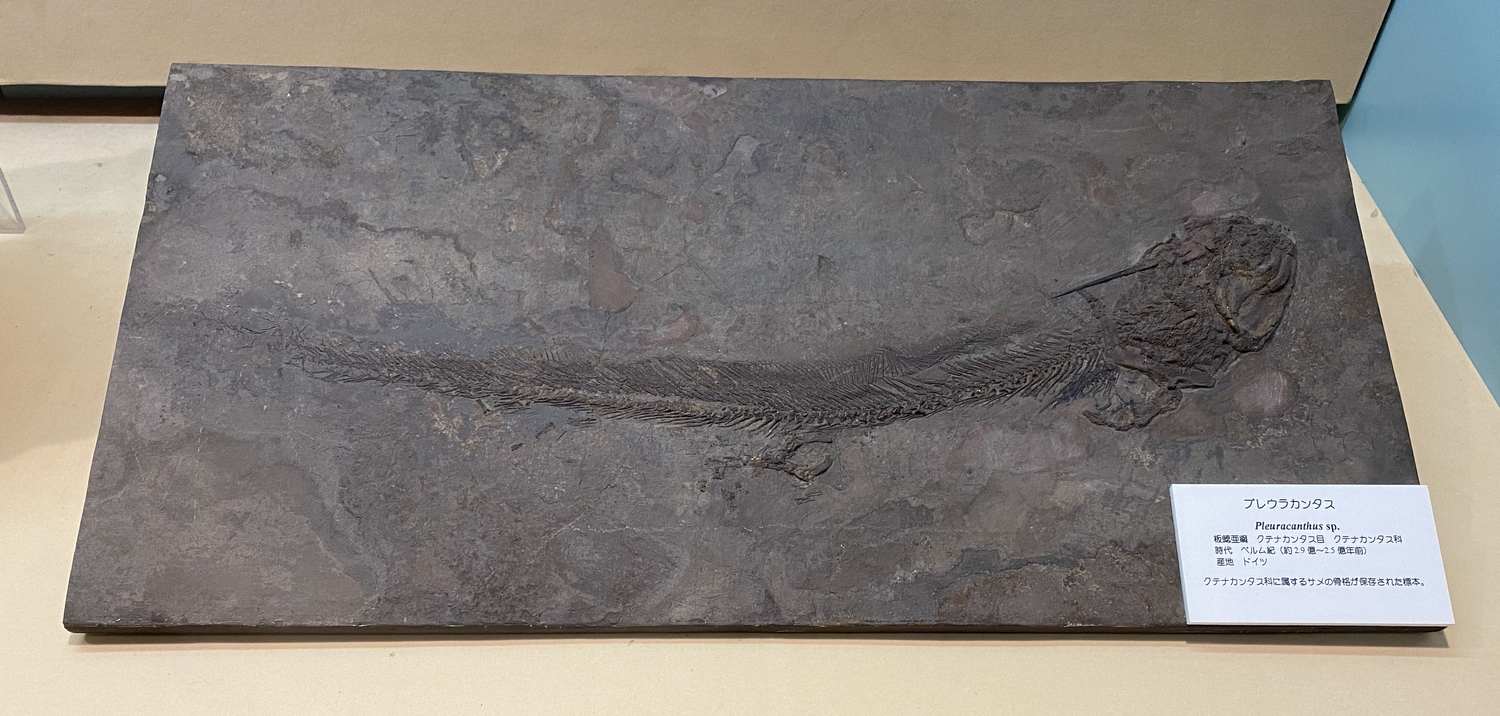 Tokai University Museum of Natural History - A Trip to the Museum - The ...