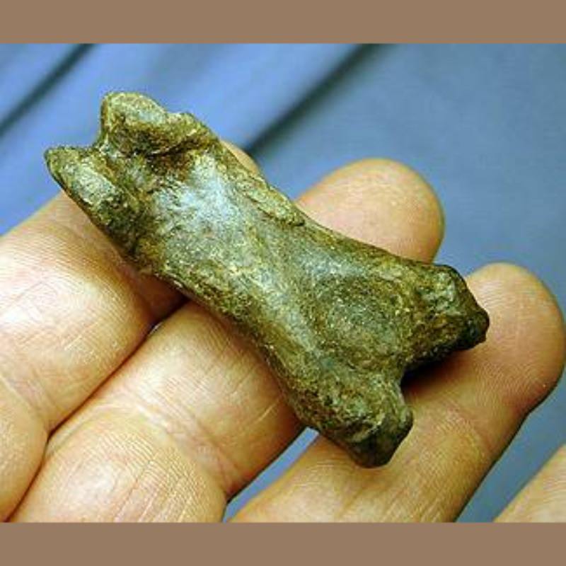 American lion? - Fossil ID - The Fossil Forum