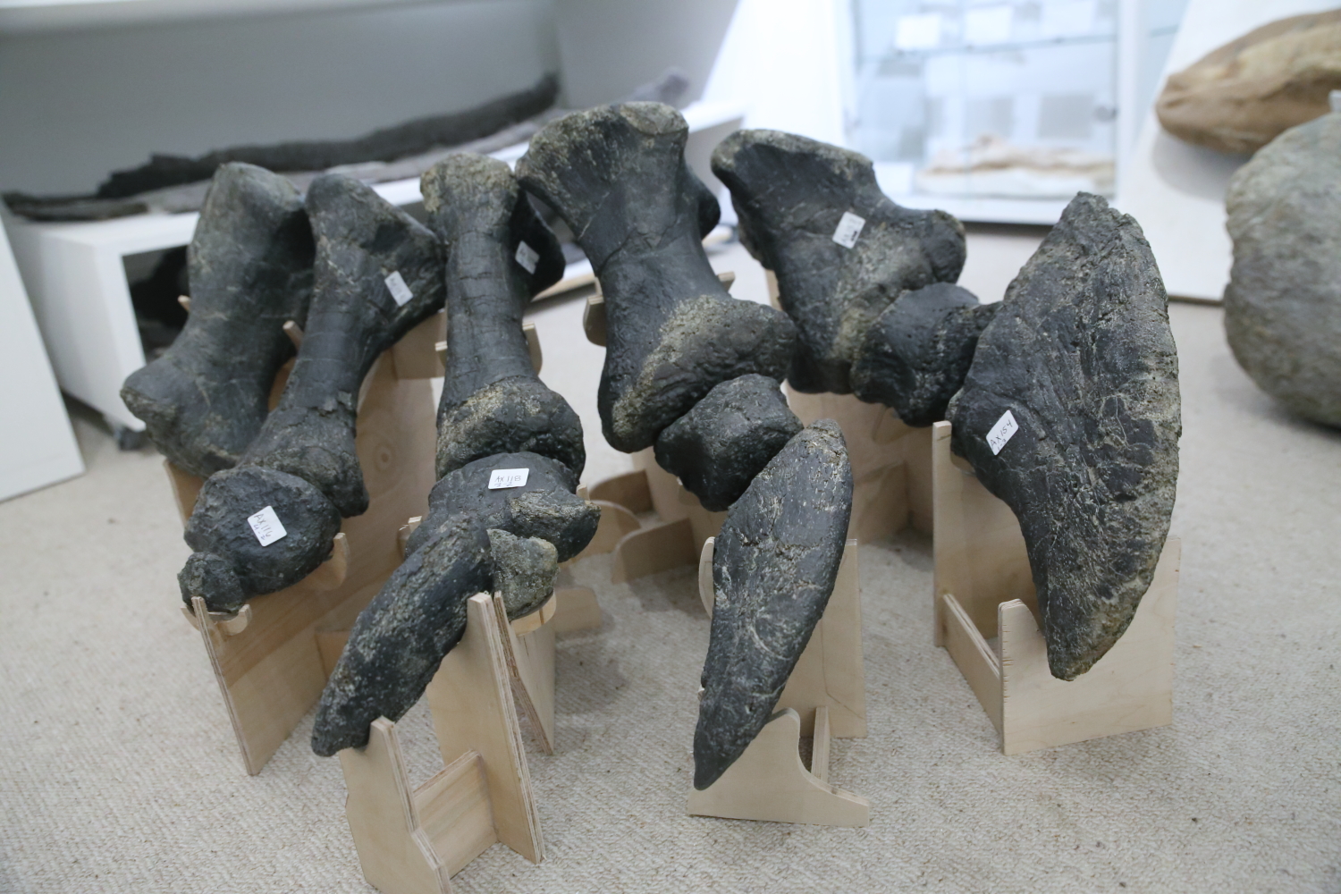 Almost everyone thinks I lost my mind! Morrison Formation Dinosaur ...