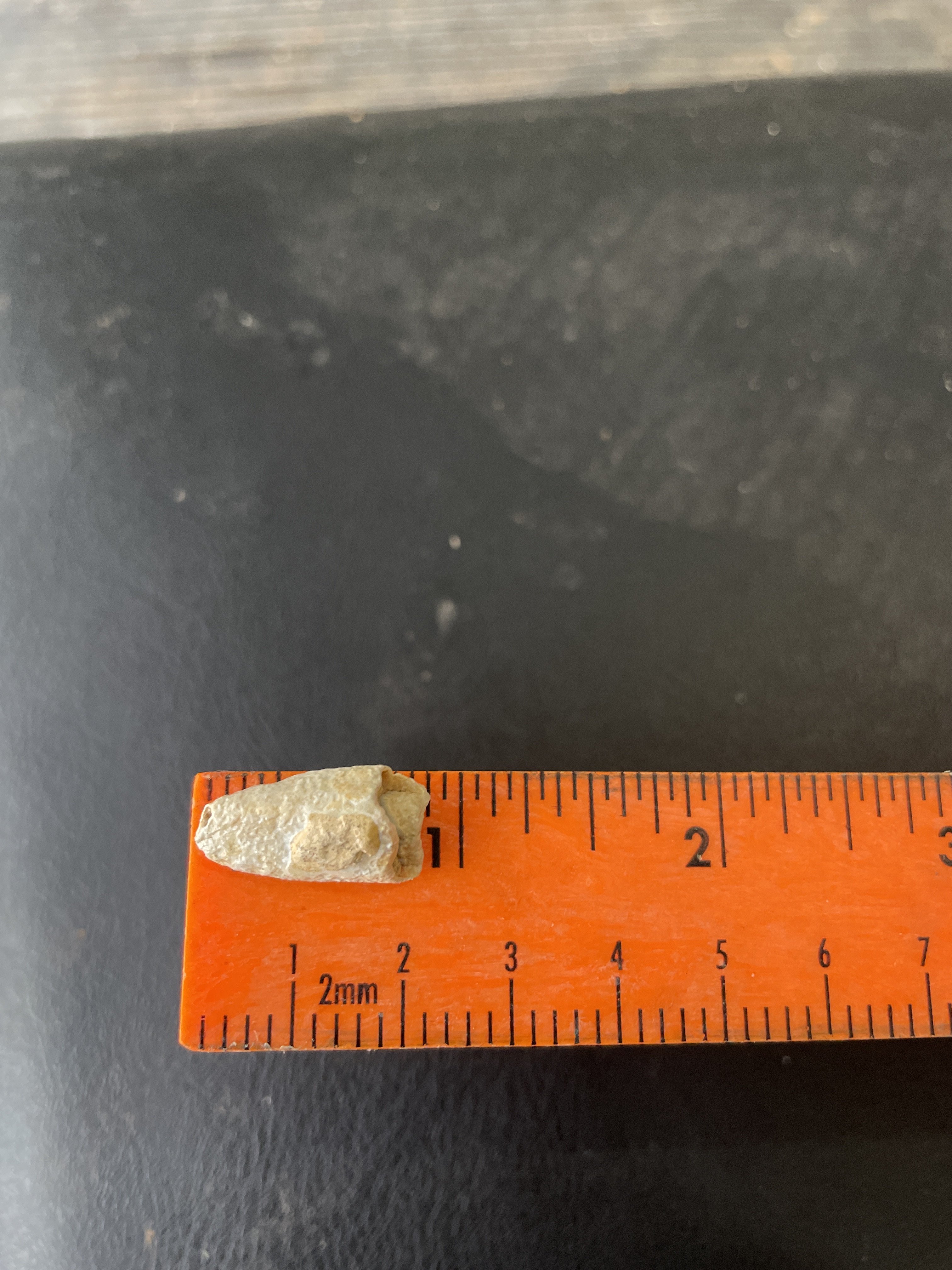 mineralized or fossilized tooth id please? - Fossil ID - The Fossil Forum